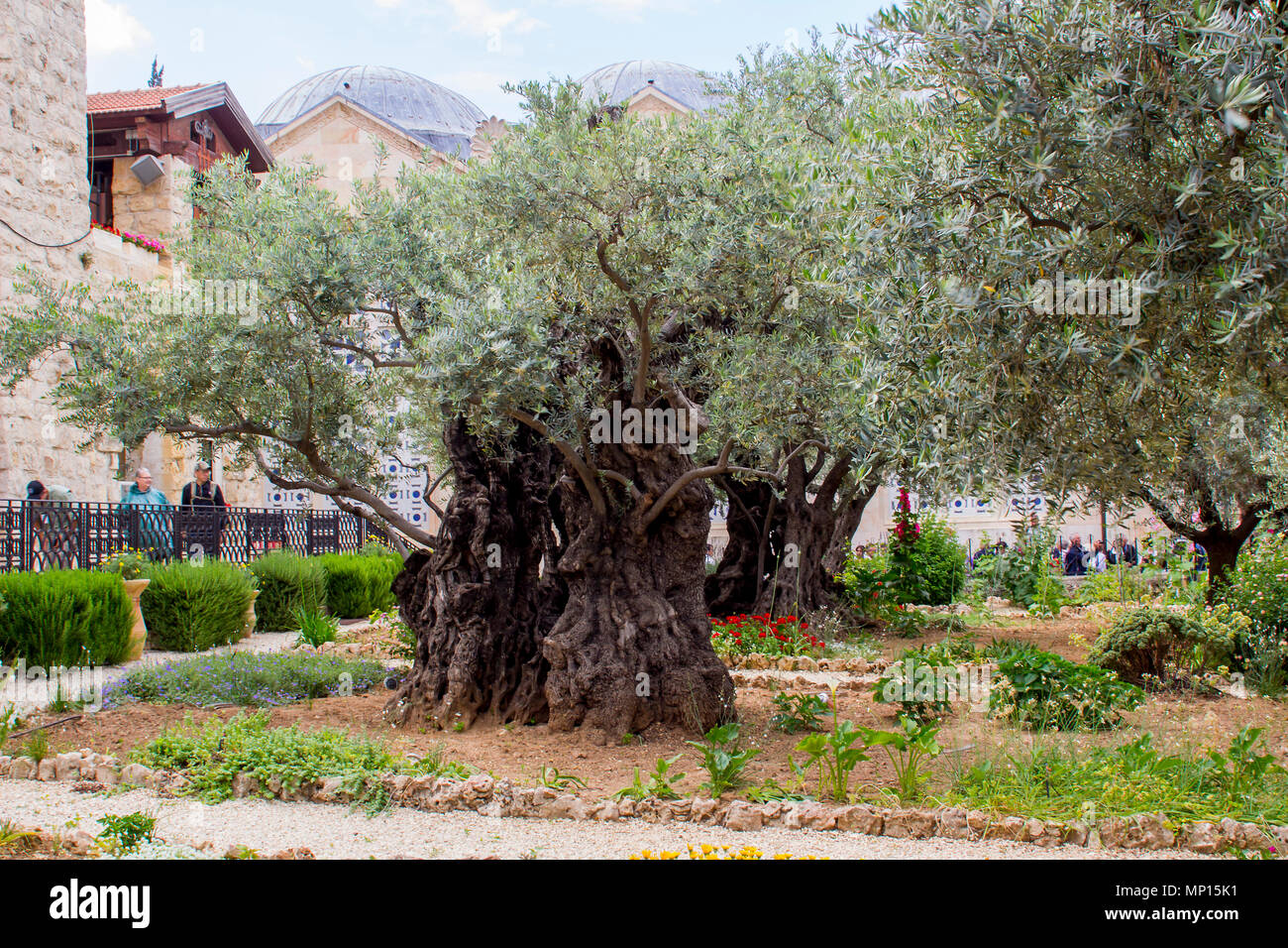 Ancient Olive Trees and young herbaceous plants living side by side in ...