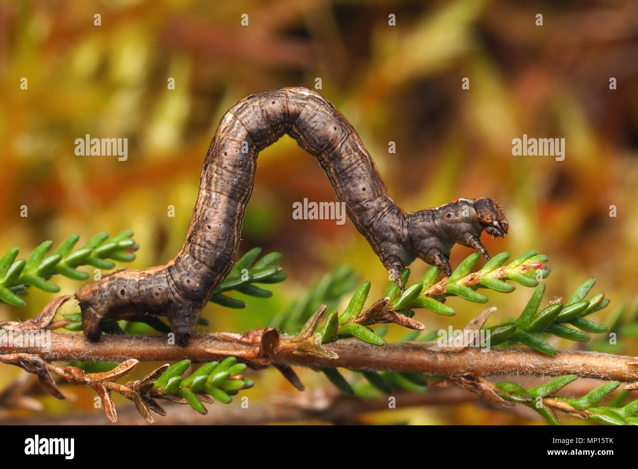 Mottled Beauty moth caterpillar (Alcis repandata) feeding on heather ...