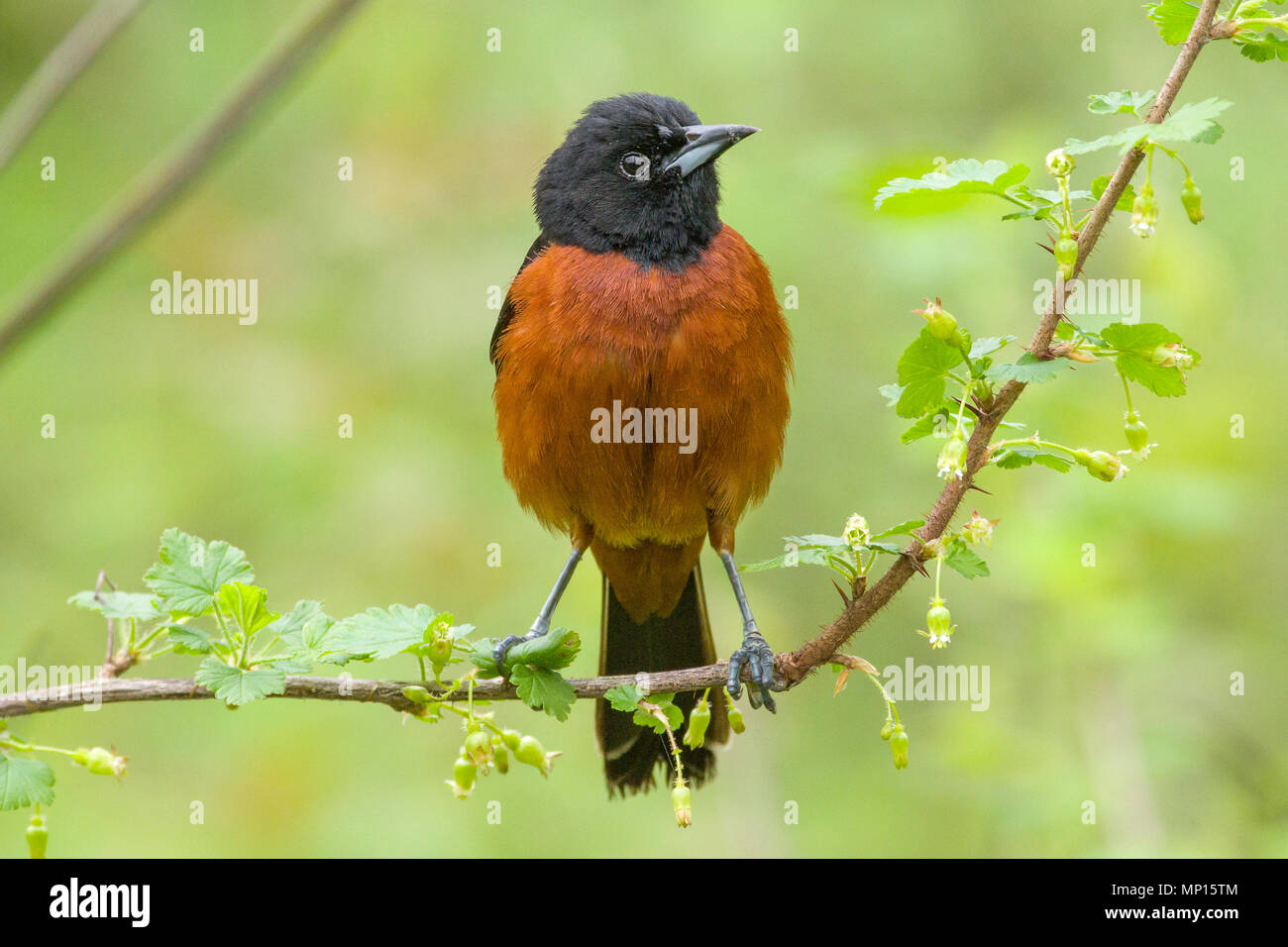 Orchard oriole (Icterus spurius) sitting on a branch at Point Pelee ...