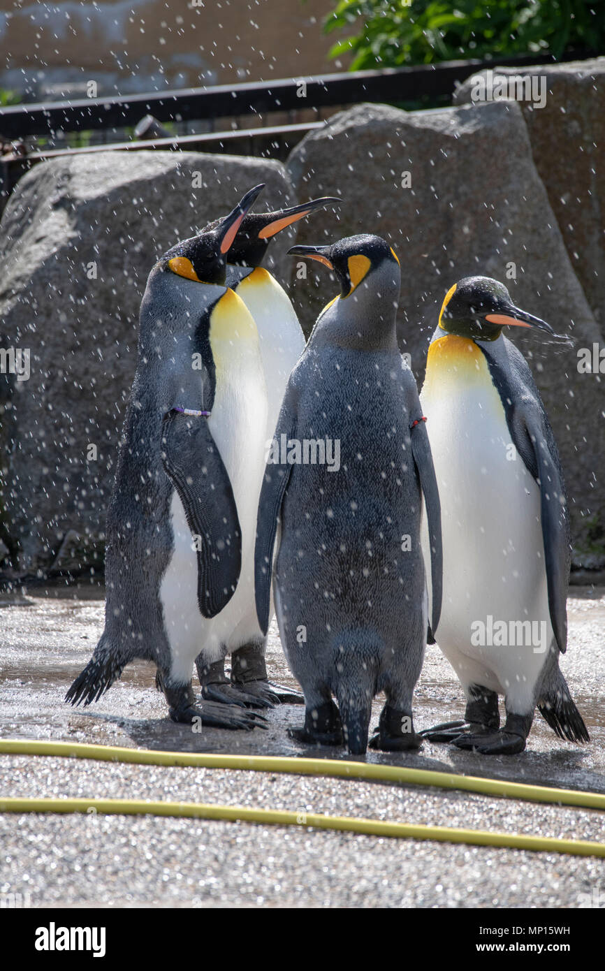 Hot penguins hi-res stock photography and images - Alamy
