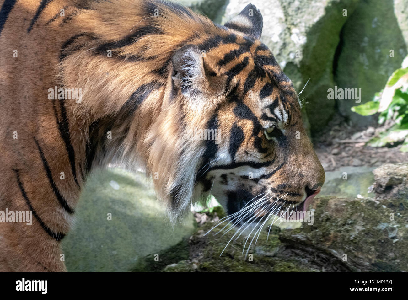 Sumatran Tiger at Edinburgh zoo Stock Photo - Alamy