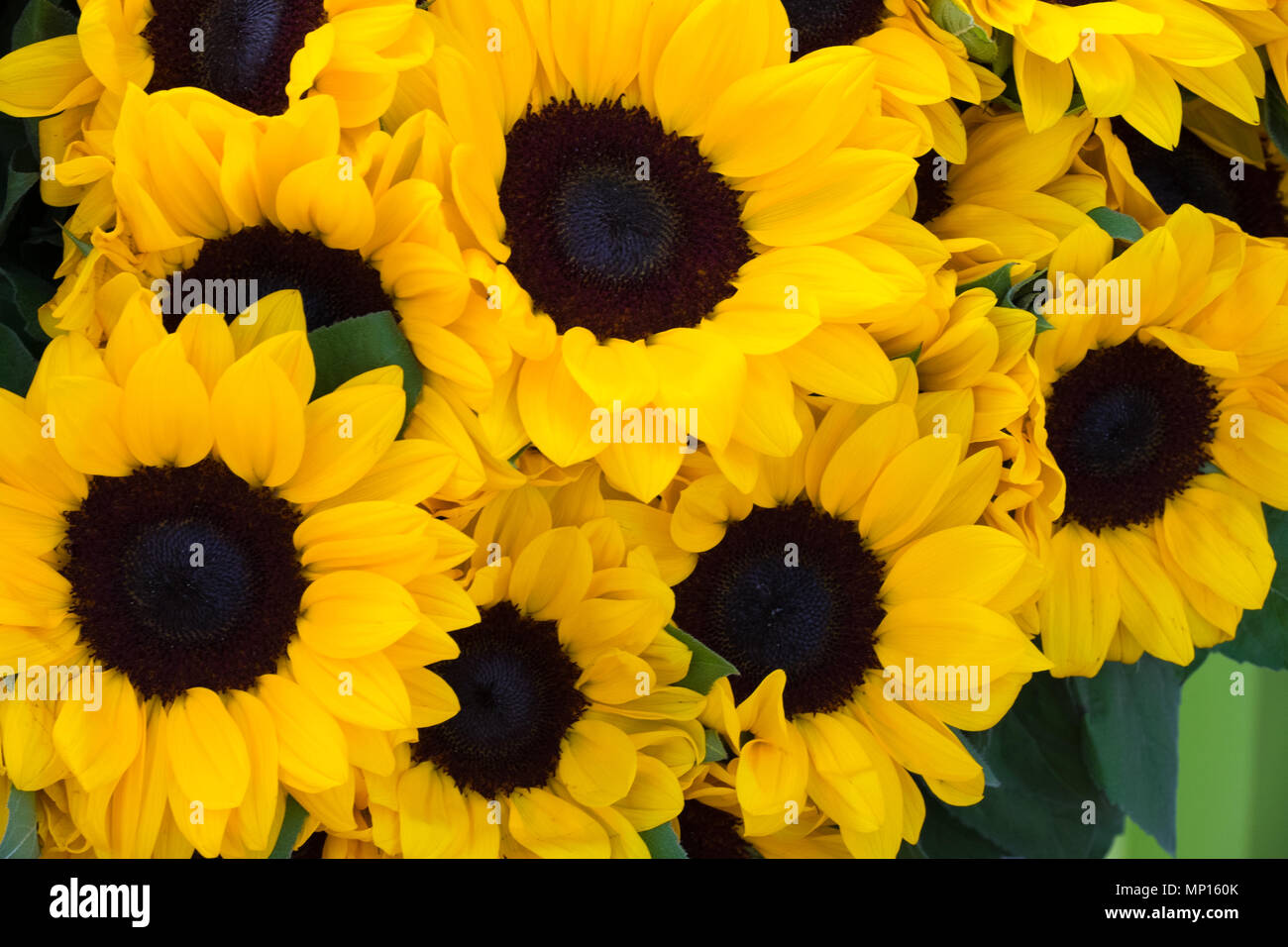 Big yellow sunflowers Stock Photo - Alamy