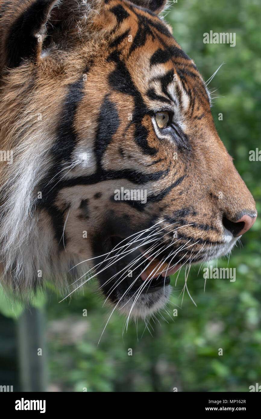 Sumatran Tiger at Edinburgh zoo Stock Photo - Alamy