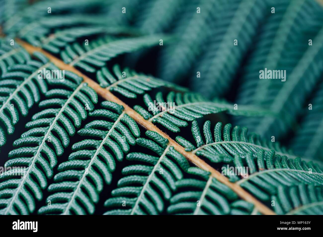 tropical green background, exotic green leaves, texture, pattern Stock ...