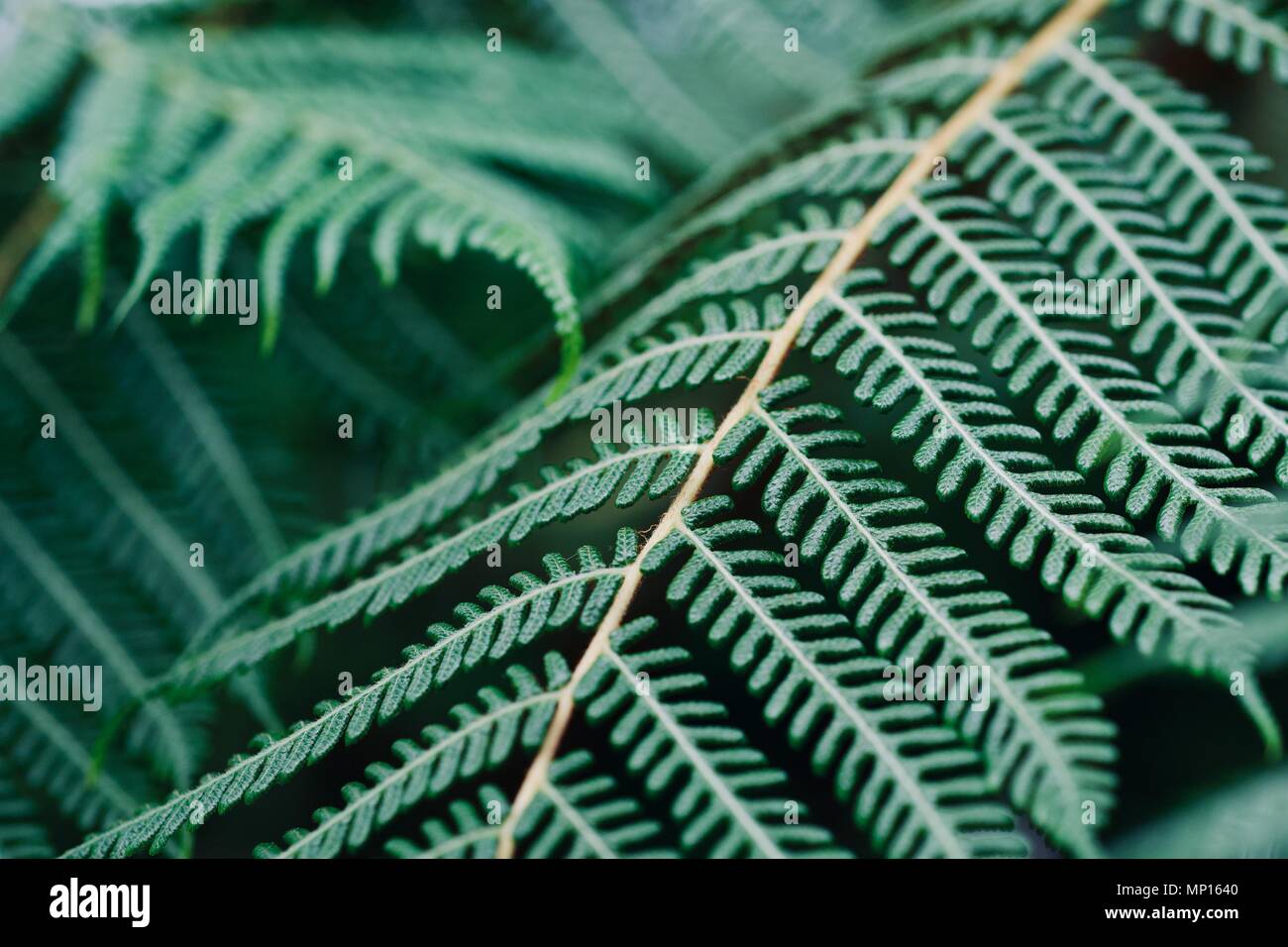 tropical green background, exotic green leaves, texture, pattern Stock ...