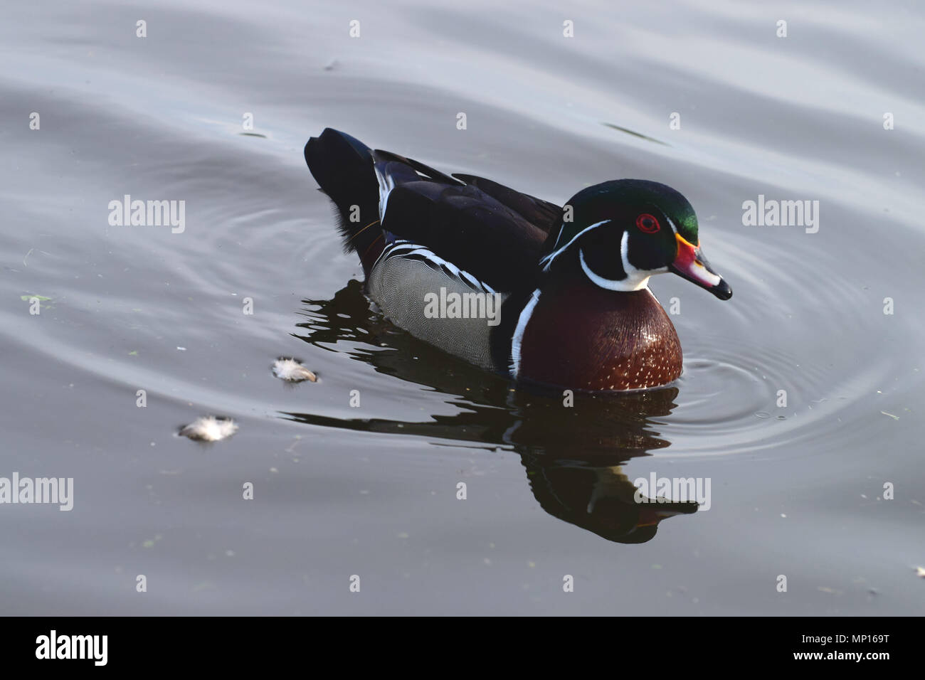 A colorful adolescent duck swimming Stock Photo - Alamy