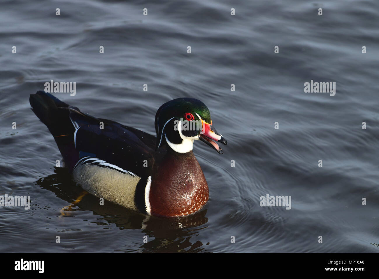 Colorful waterfowl hi-res stock photography and images - Alamy