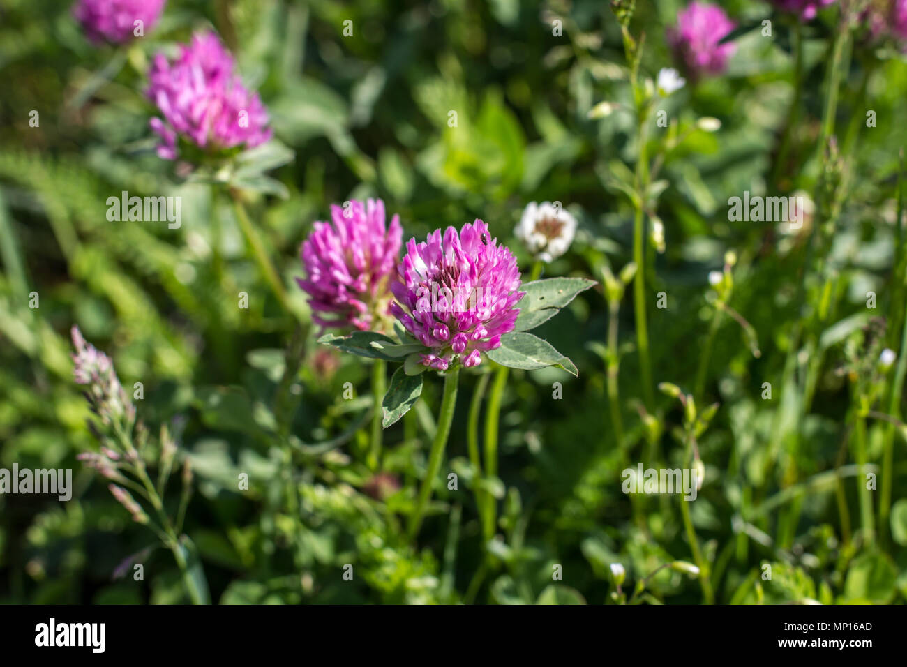 Trefoil clover hi-res stock photography and images - Alamy
