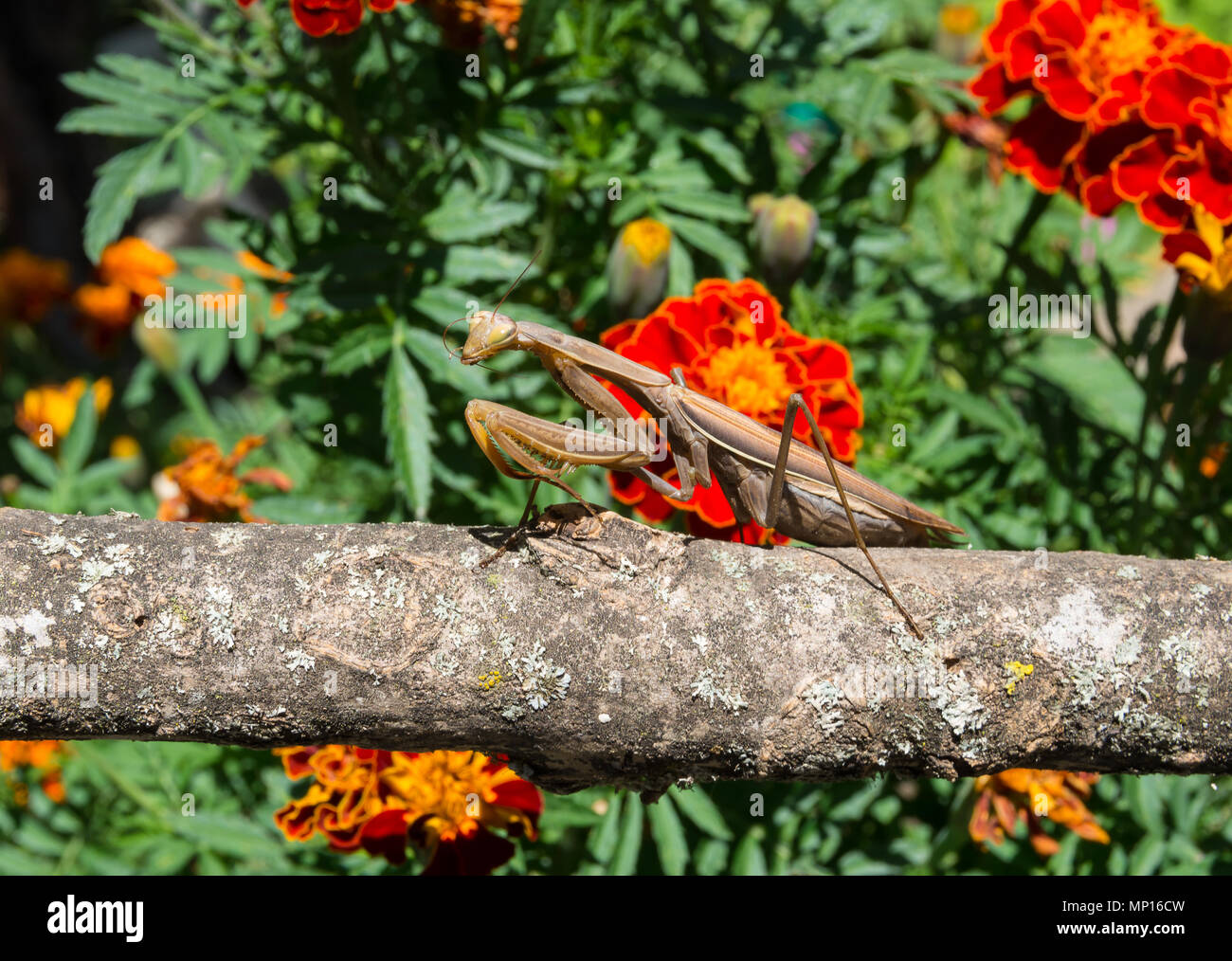 Praying Mantis insect in nature. Predator that hunts and eats other ...