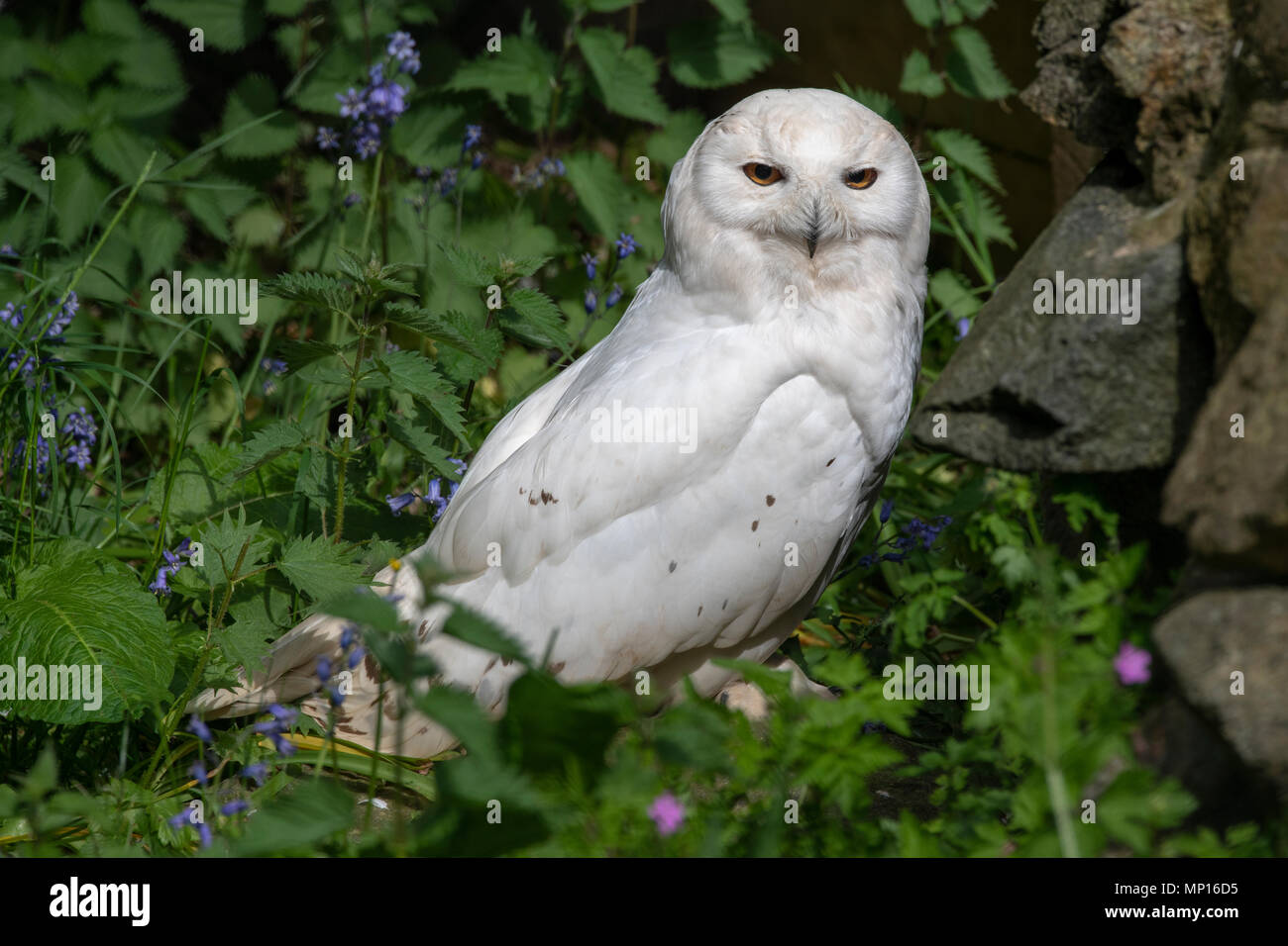 Snowy Owl at Edinburgh Zoo Stock Photo - Alamy