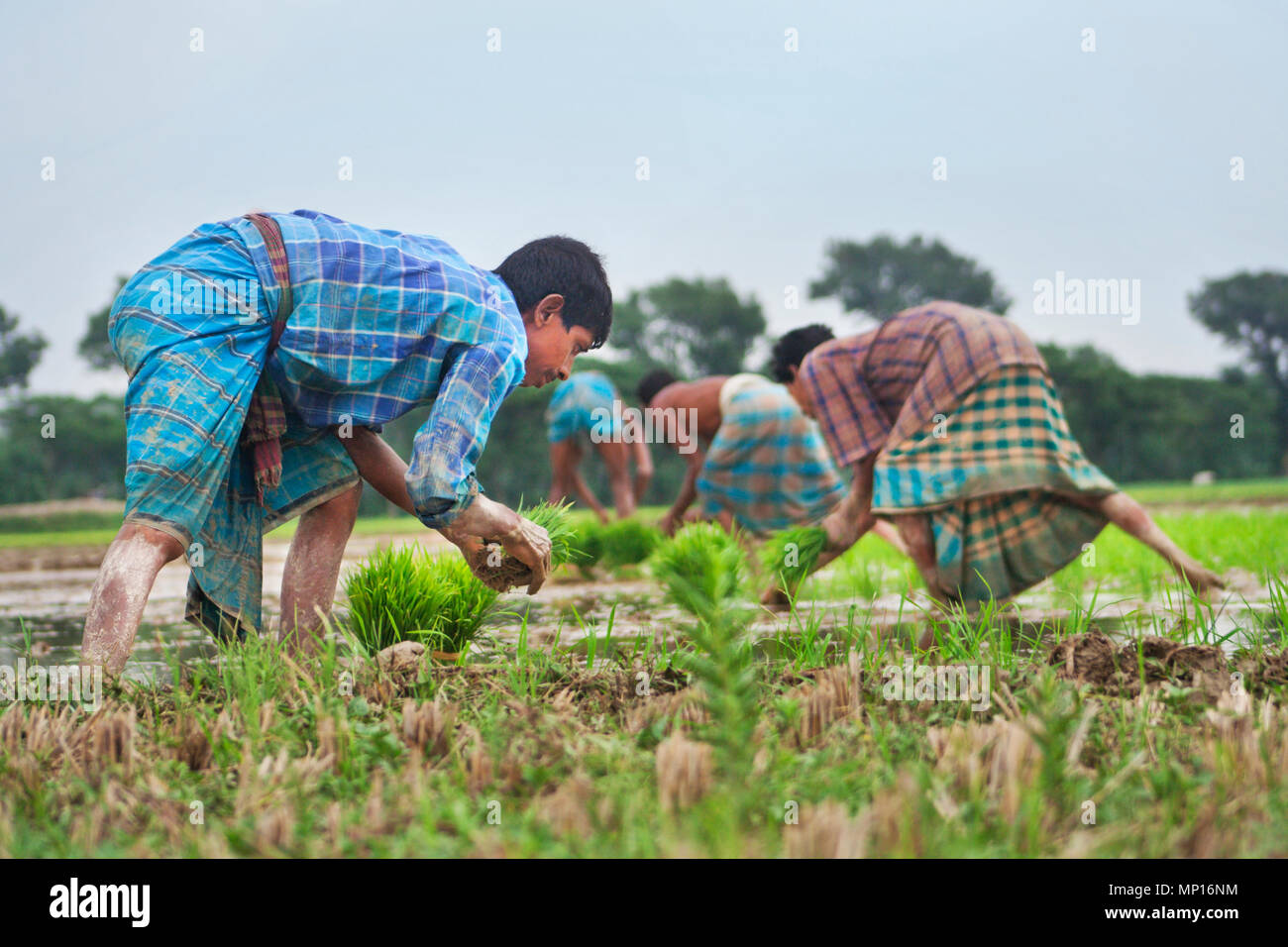 A group of farmers planting rice paddy in the field. Jessore ...
