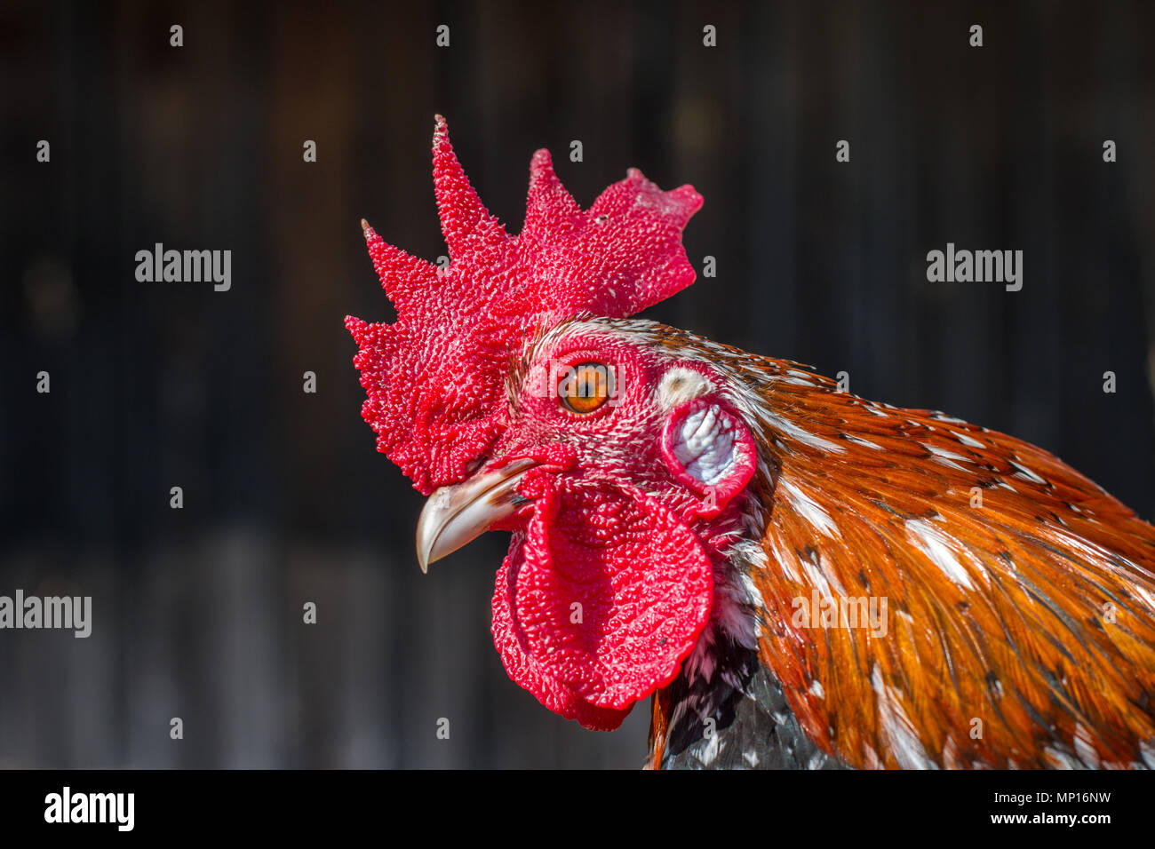 Stoapiperl - Steinpiperl - Steinhendl - critically endangered chicken ...