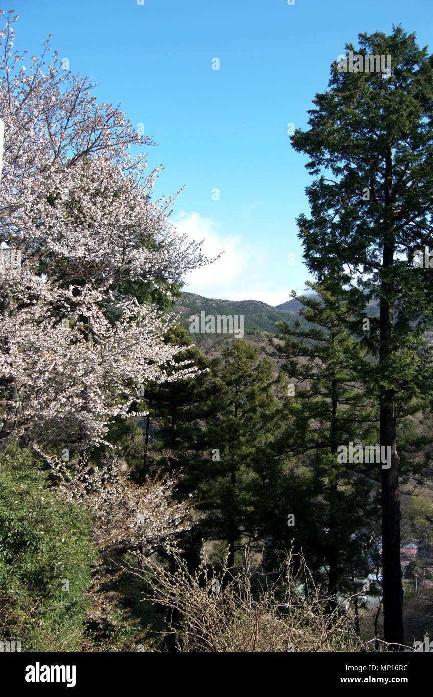 View of mountains in Hakone with cherry-blossom tree, Hakone, Japan ...