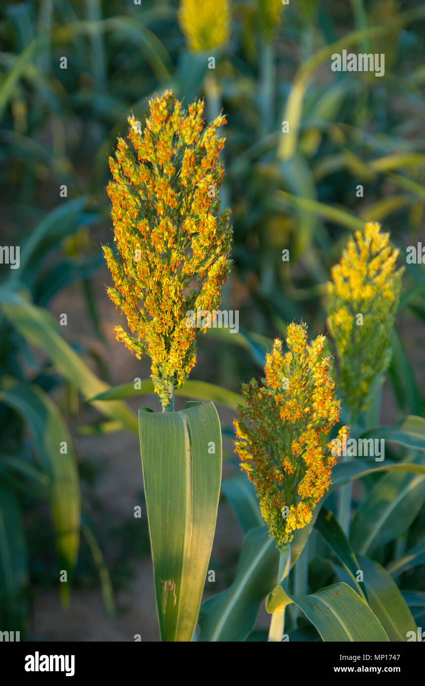 Growing grain sorghum Stock Photo - Alamy