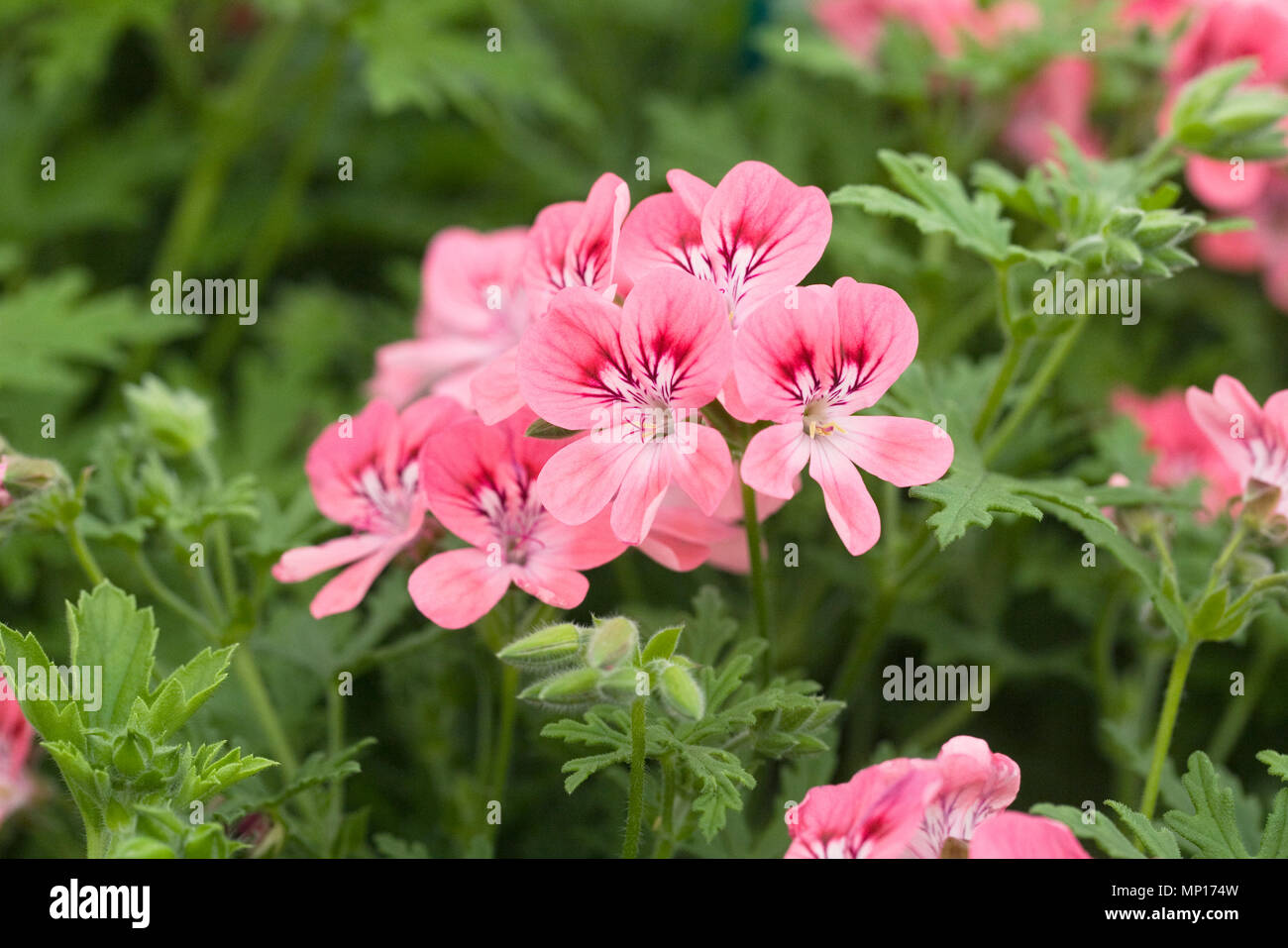 Scented Leaf Pelargonium 'Lara Starshine' flowers Stock Photo - Alamy