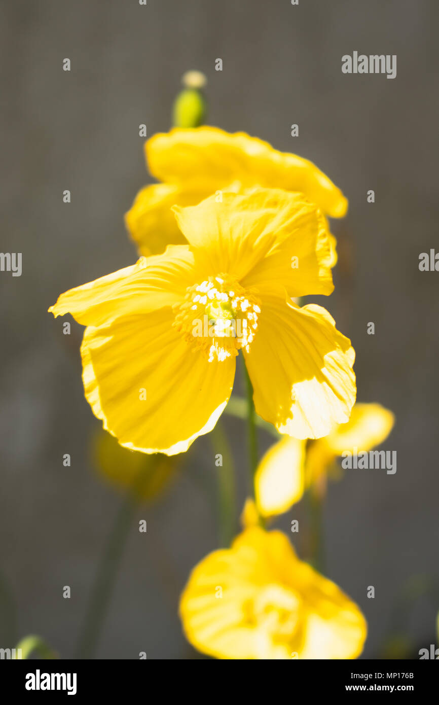 Buttercup petals hi-res stock photography and images - Alamy