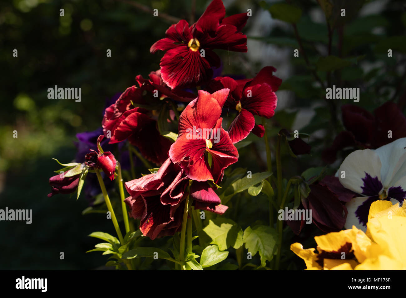 Dark maroon petals hi-res stock photography and images - Alamy