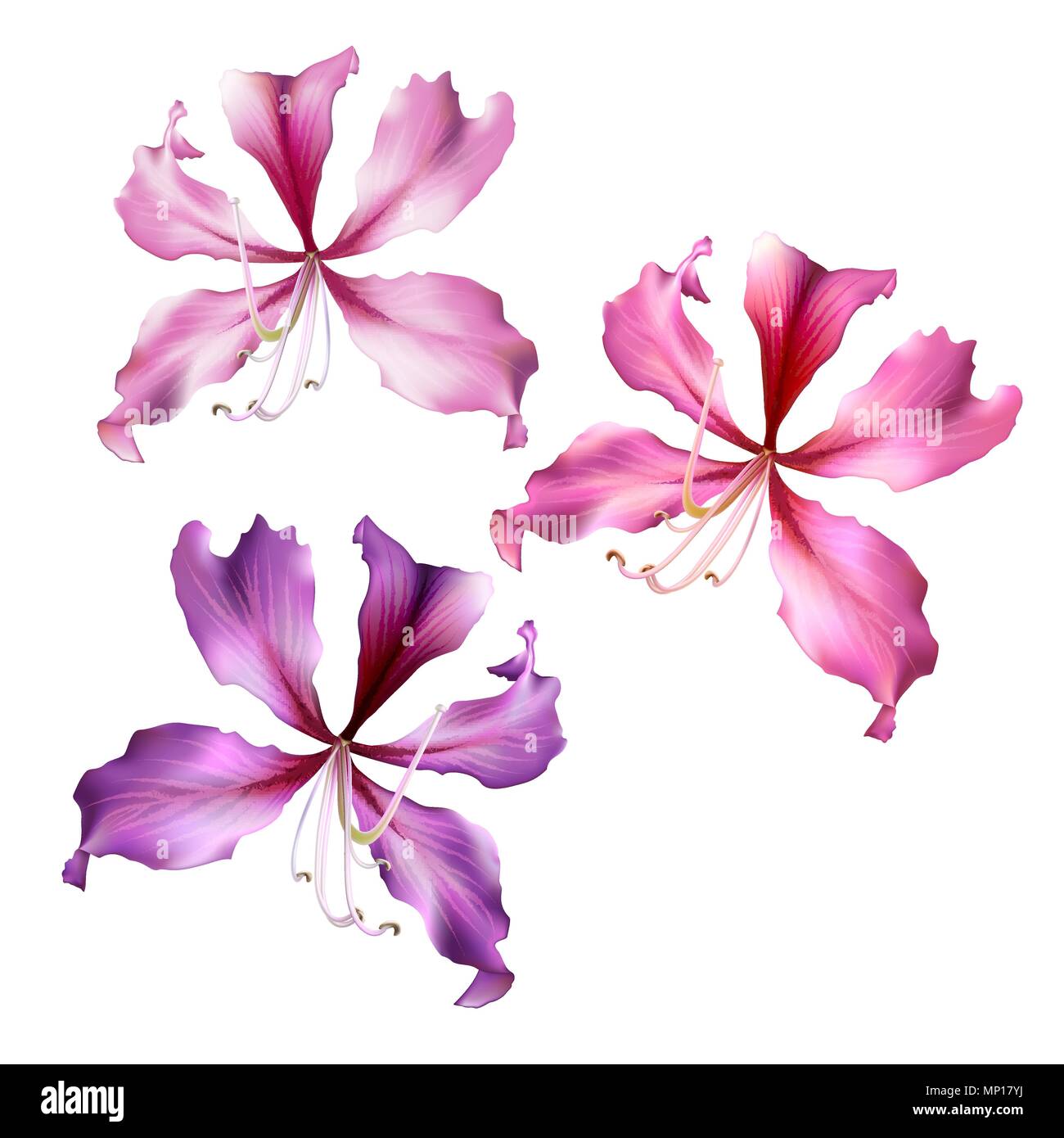 Pink flowers violet plant Cut Out Stock Images & Pictures - Alamy
