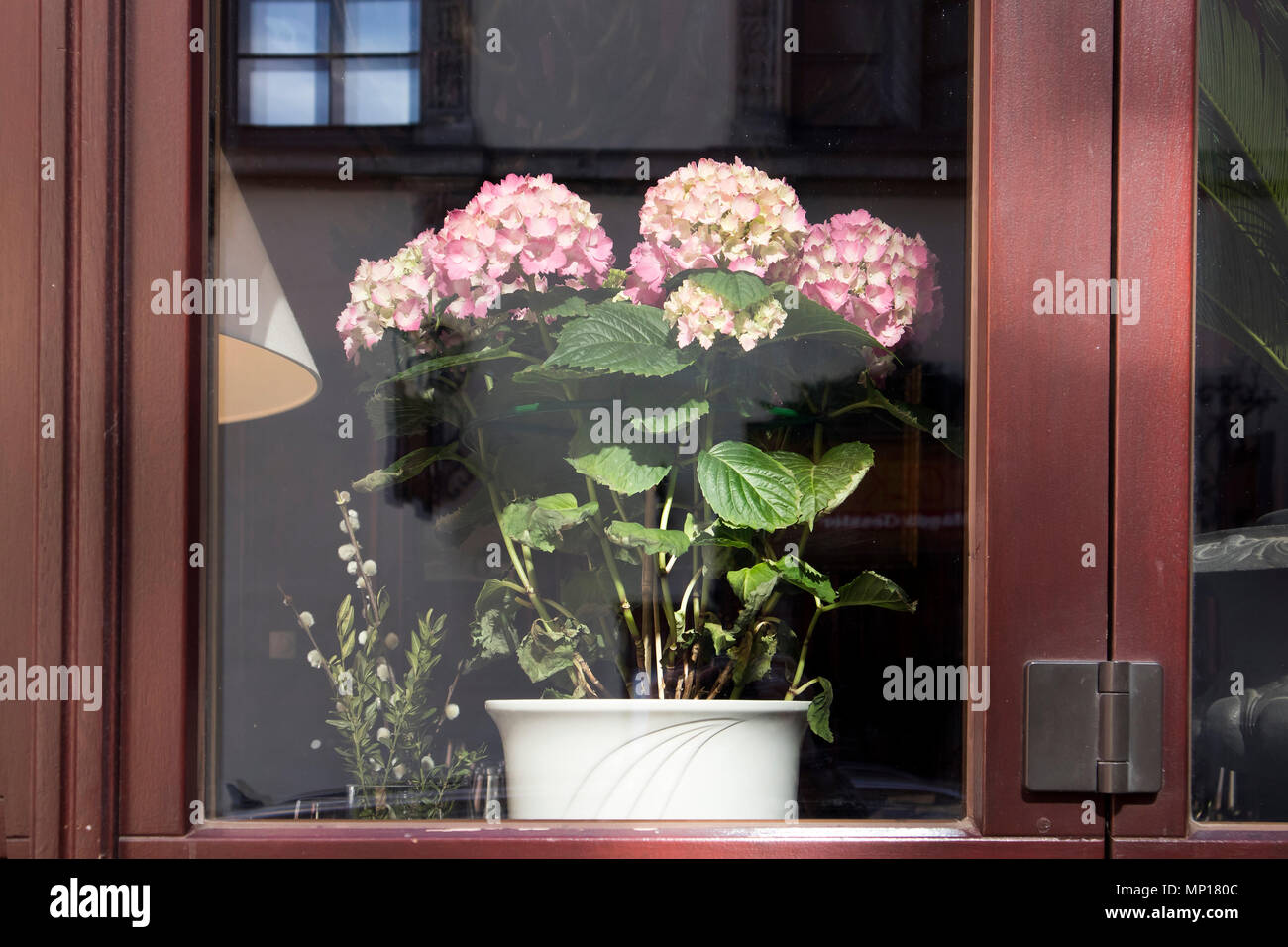 the Pink hydrangeas in a large plastic restaurant window Stock Photo ...