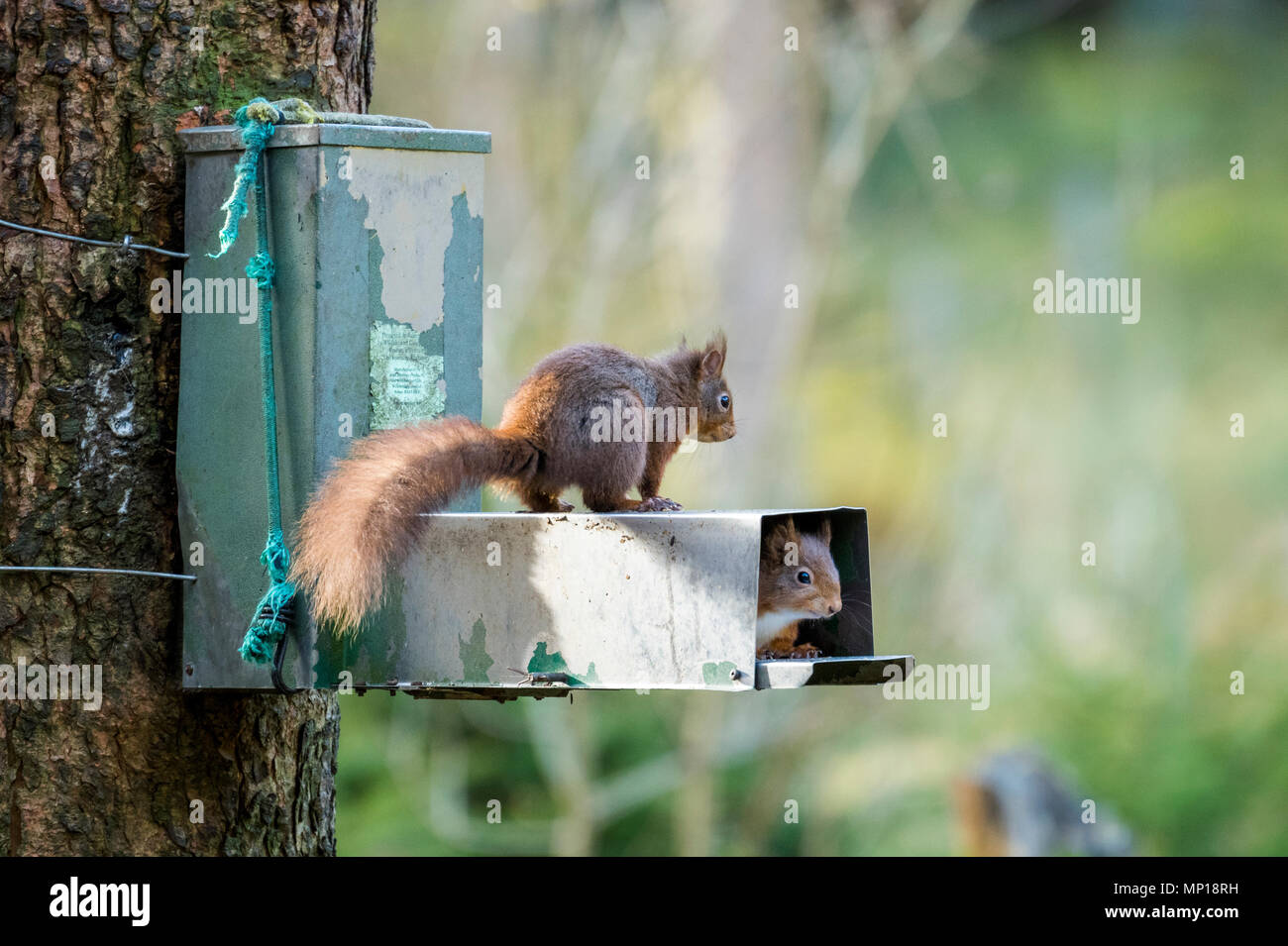 Two cute red squirrels together (1 inside a feeder & 1 standing on it ...