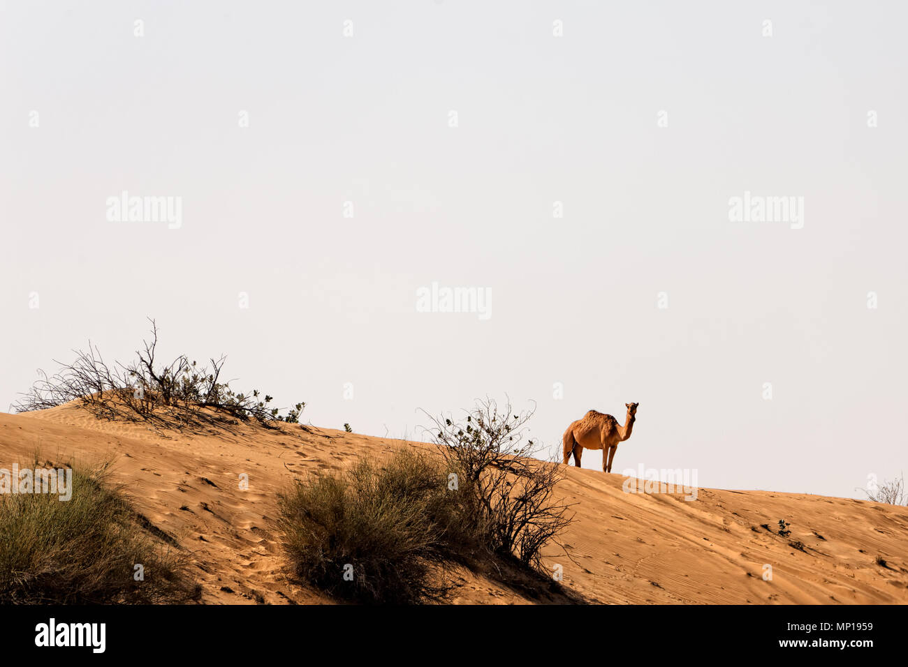 United emirates dubai arid climate dromedary hi-res stock photography ...
