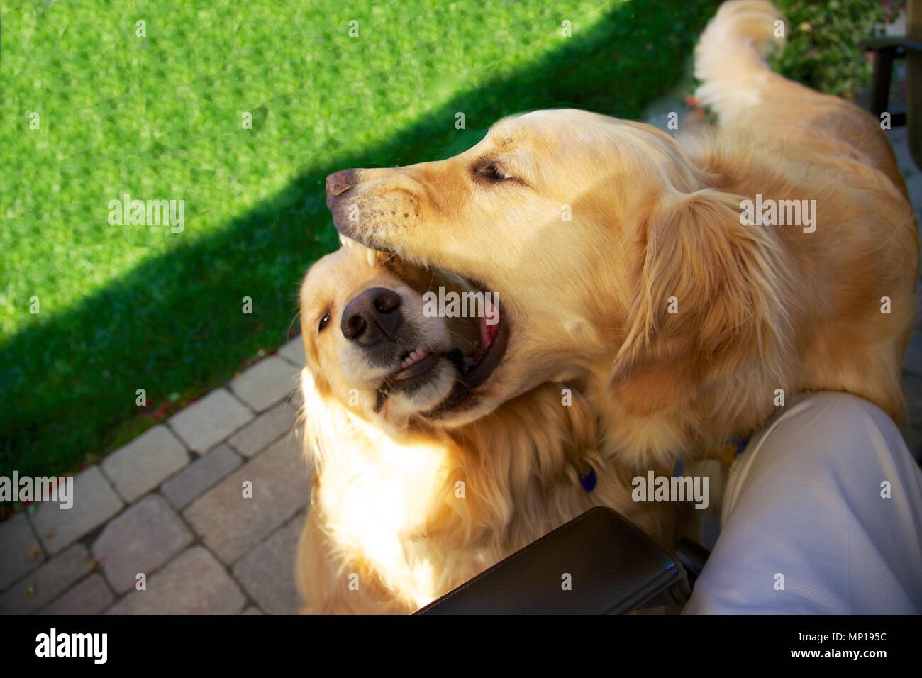 Adult play with dog hi-res stock photography and images - Alamy
