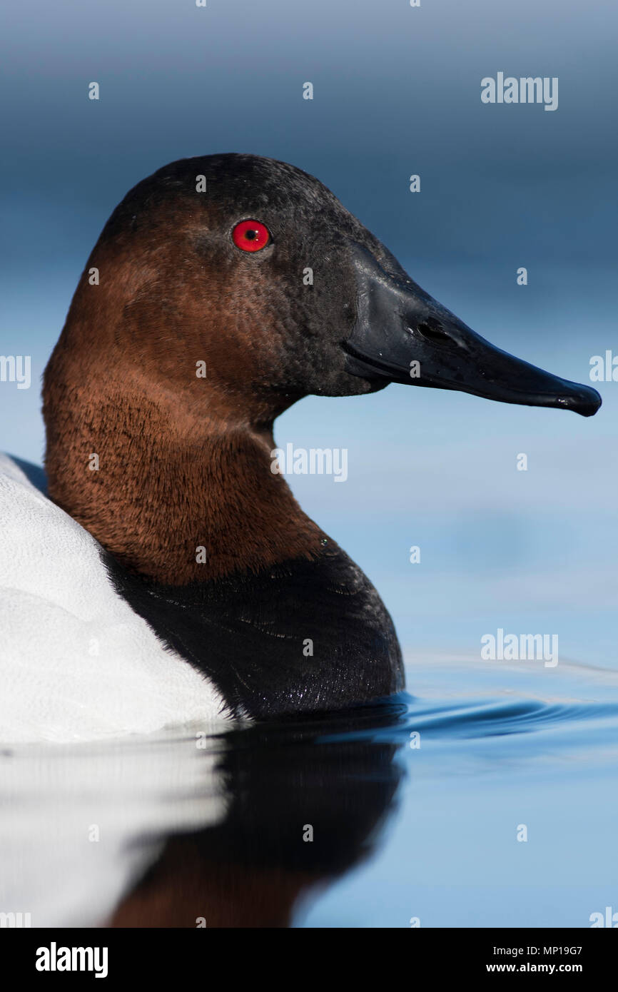 Redhead canvasback hi-res stock photography and images - Alamy