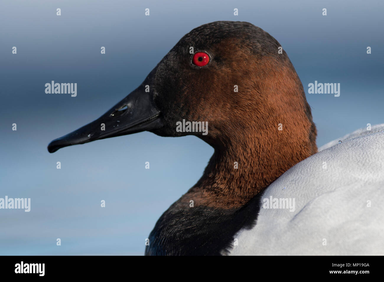 A Drake Canvasback in the winter Stock Photo - Alamy