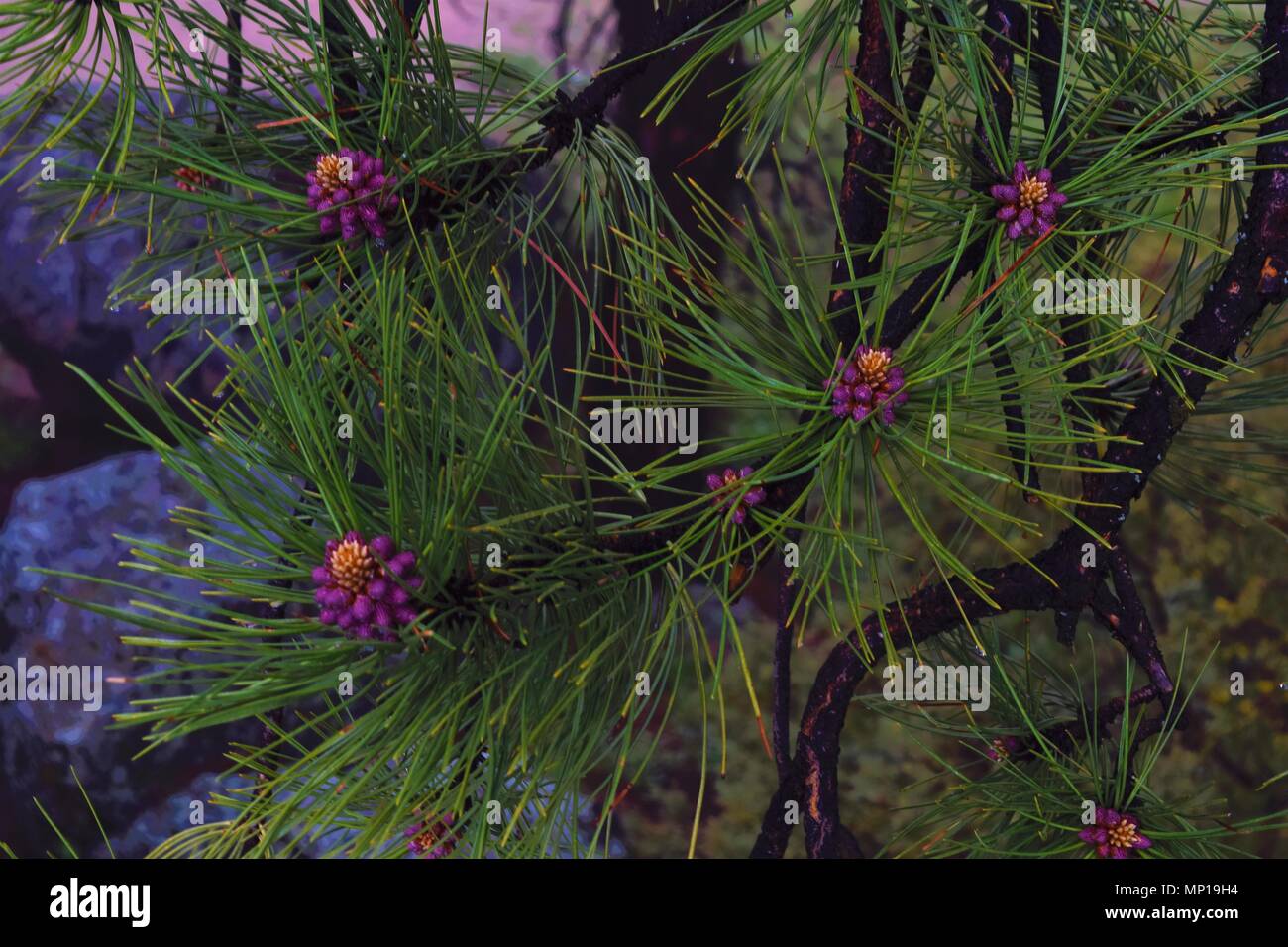 Close up of purple tips on branches of pine tree during springtime in ...