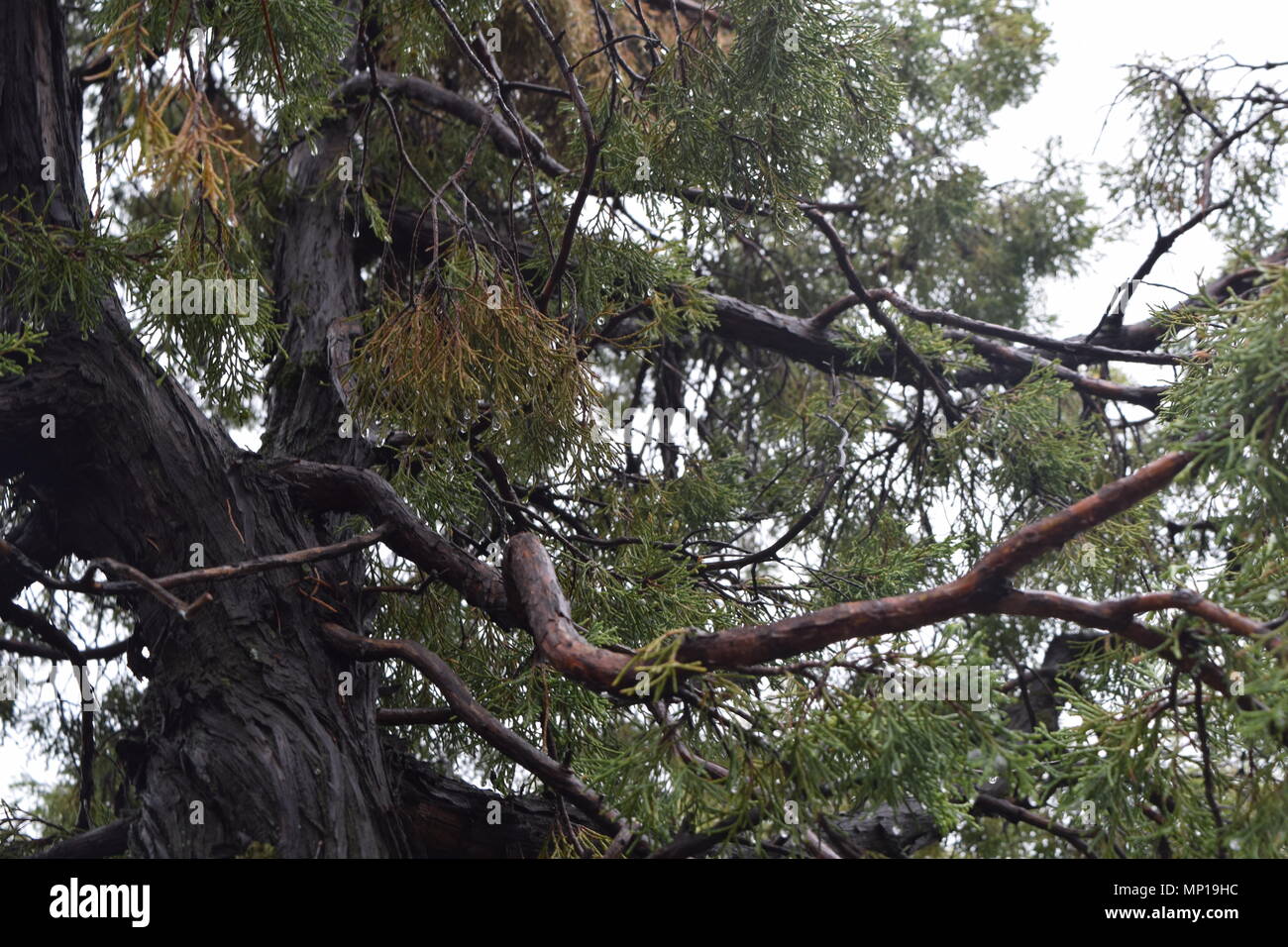 Tree with raindrops hi-res stock photography and images - Alamy