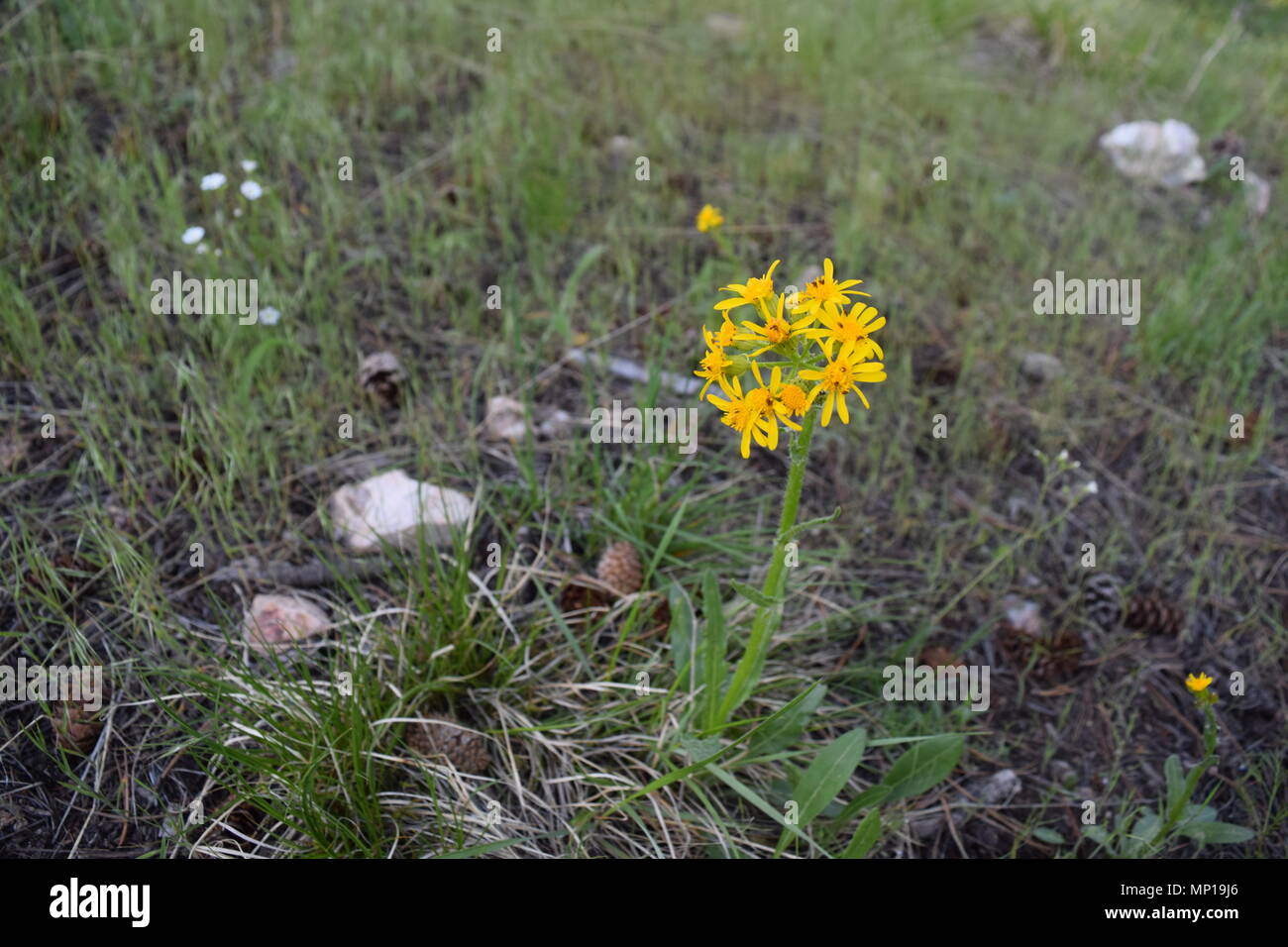 Growing wildflowers for insects hi-res stock photography and images - Alamy
