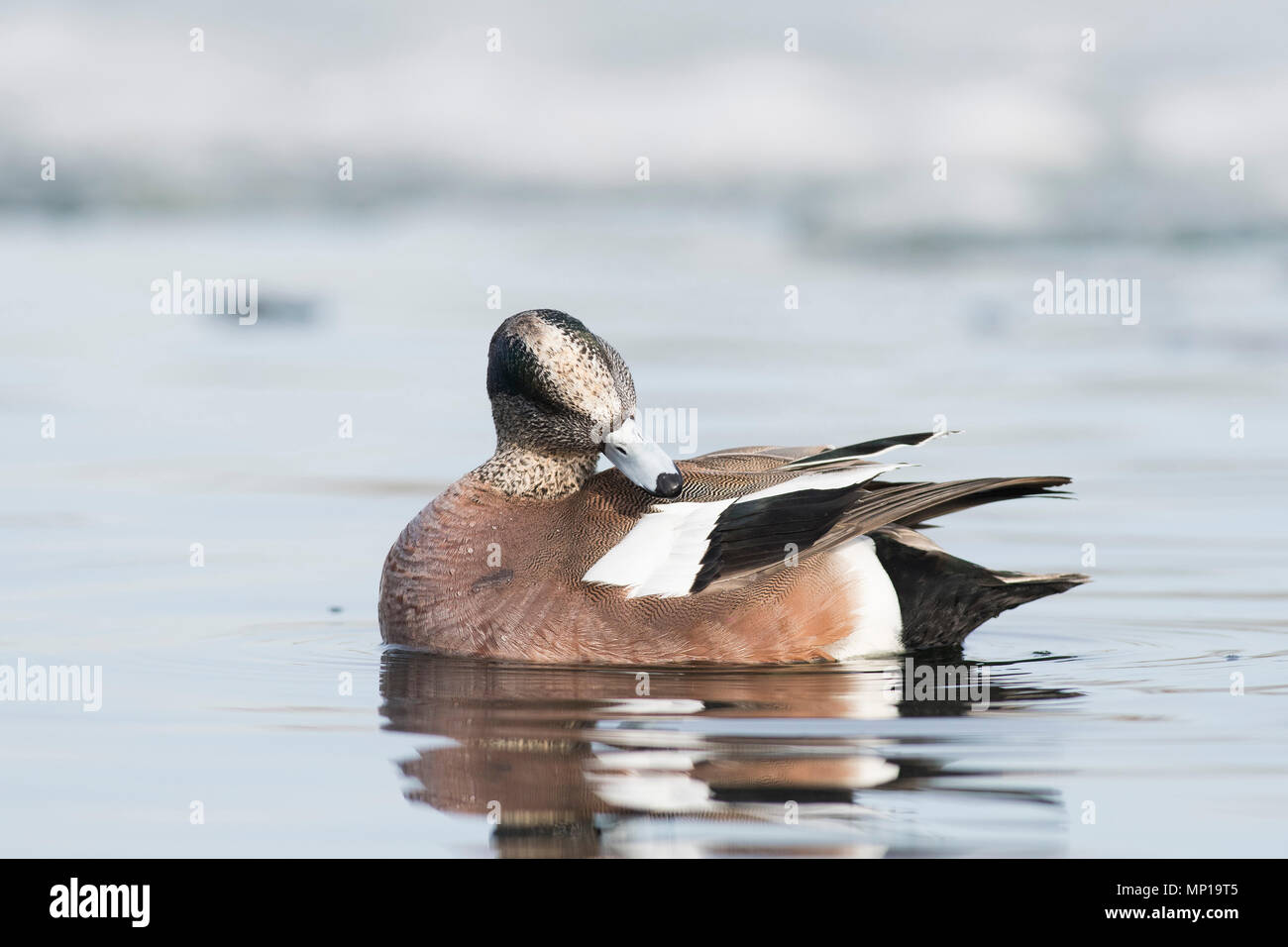 Drake American Widgeon Stock Photo - Alamy