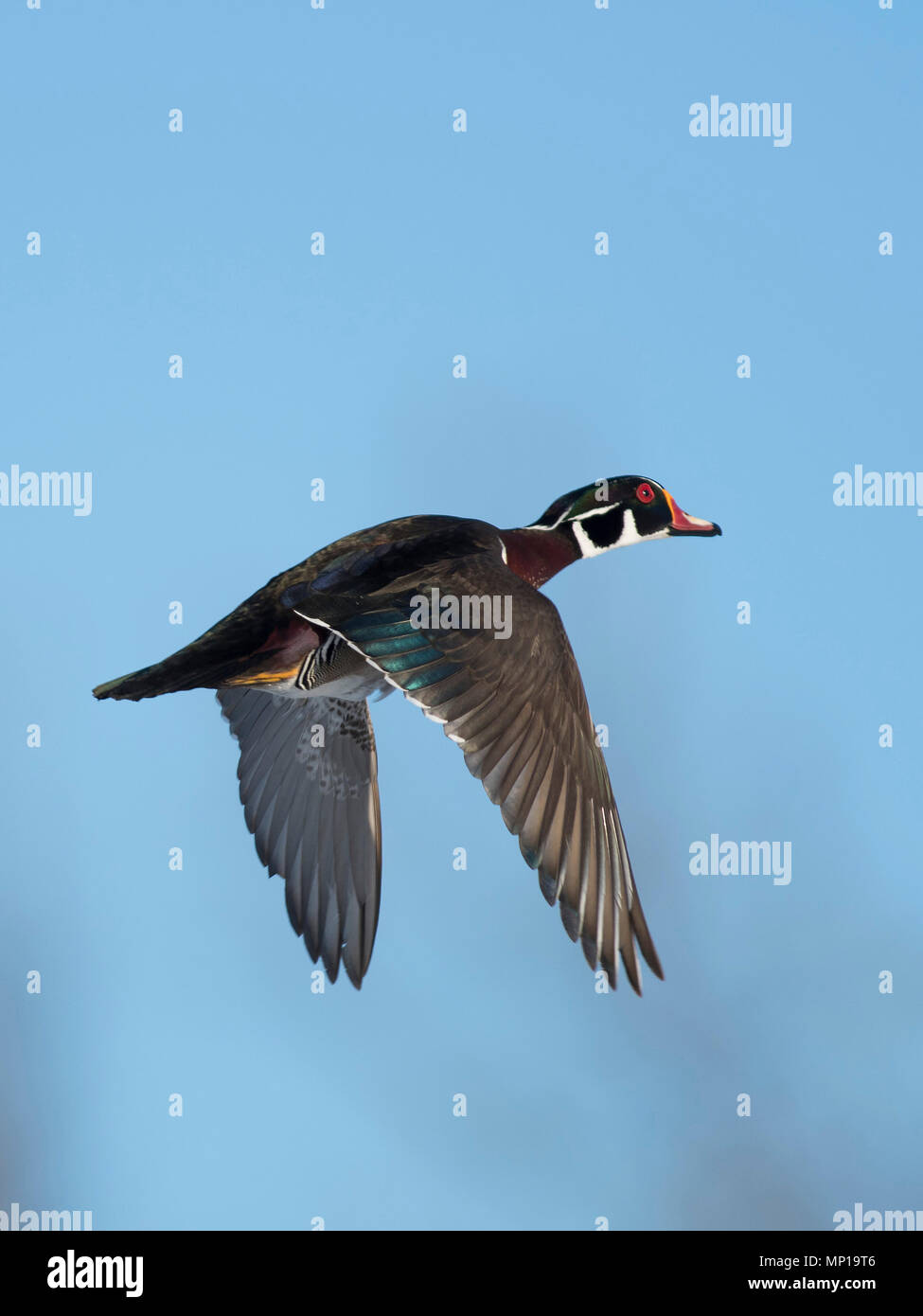 Flying Drake Wood duck Stock Photo - Alamy