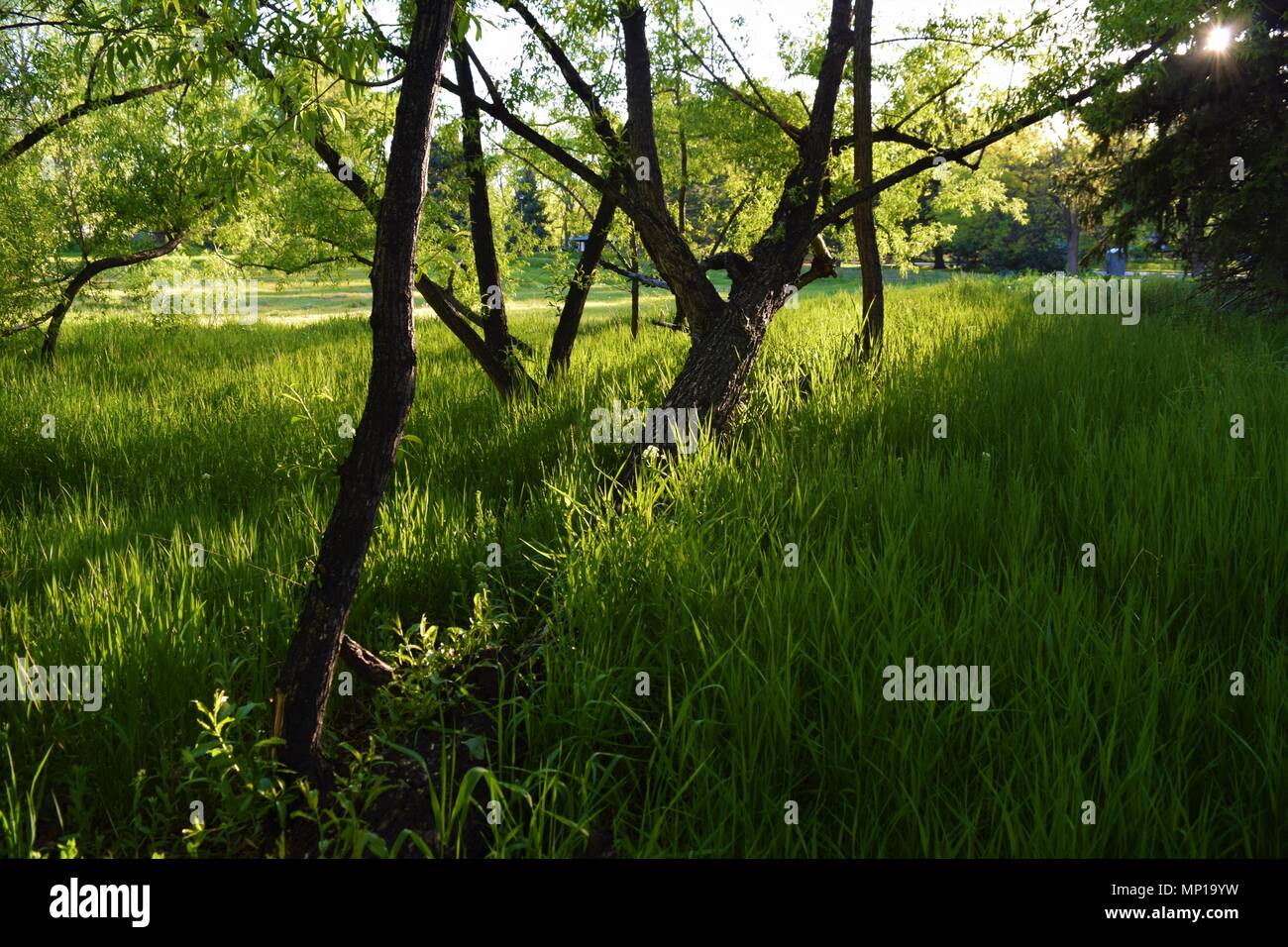 Tree growing horizontally hi-res stock photography and images - Alamy