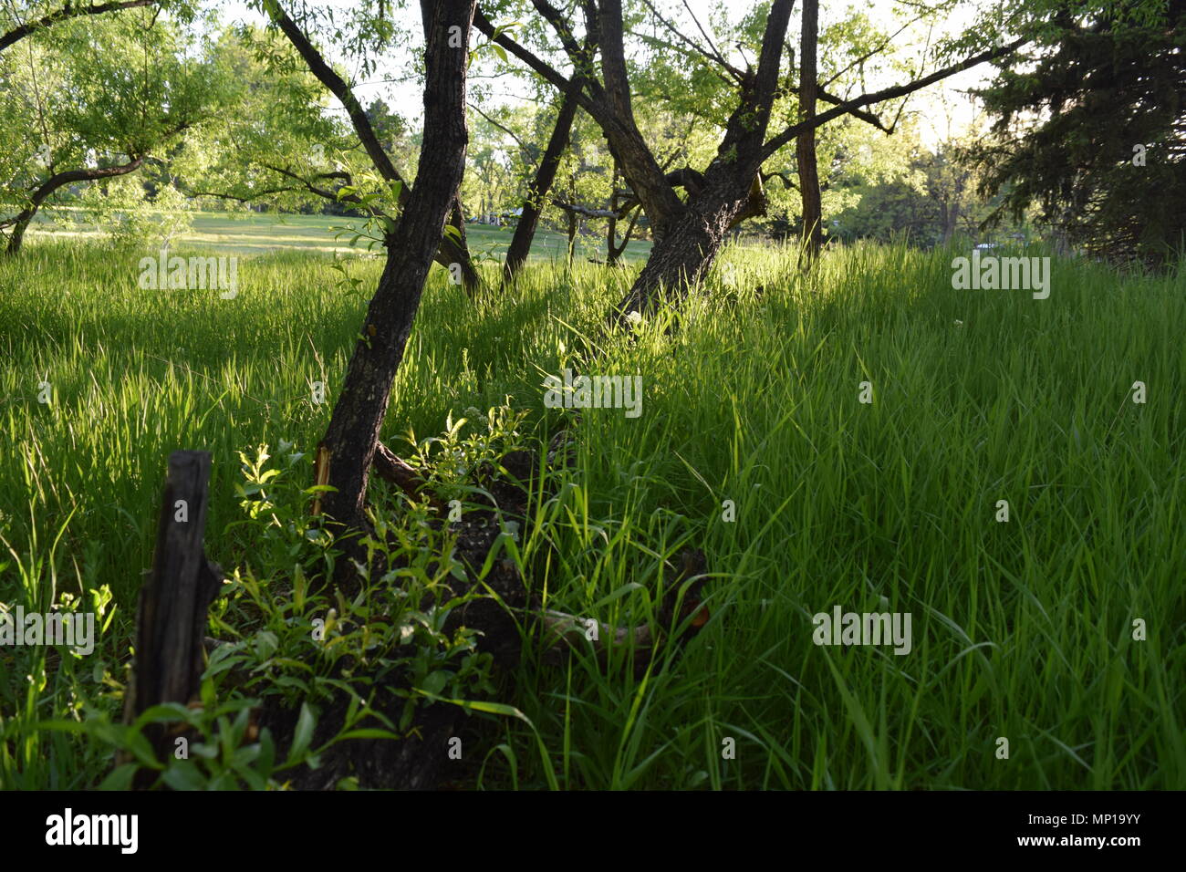 A horizontally growing tree branch reaches into the sunlight during ...