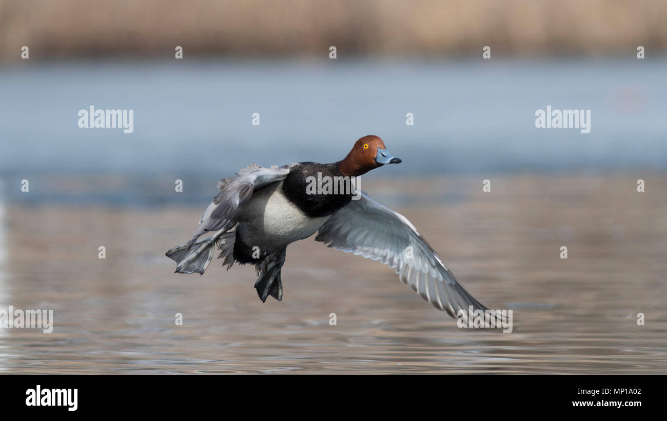 Flying Redhead Duck Stock Photo - Alamy