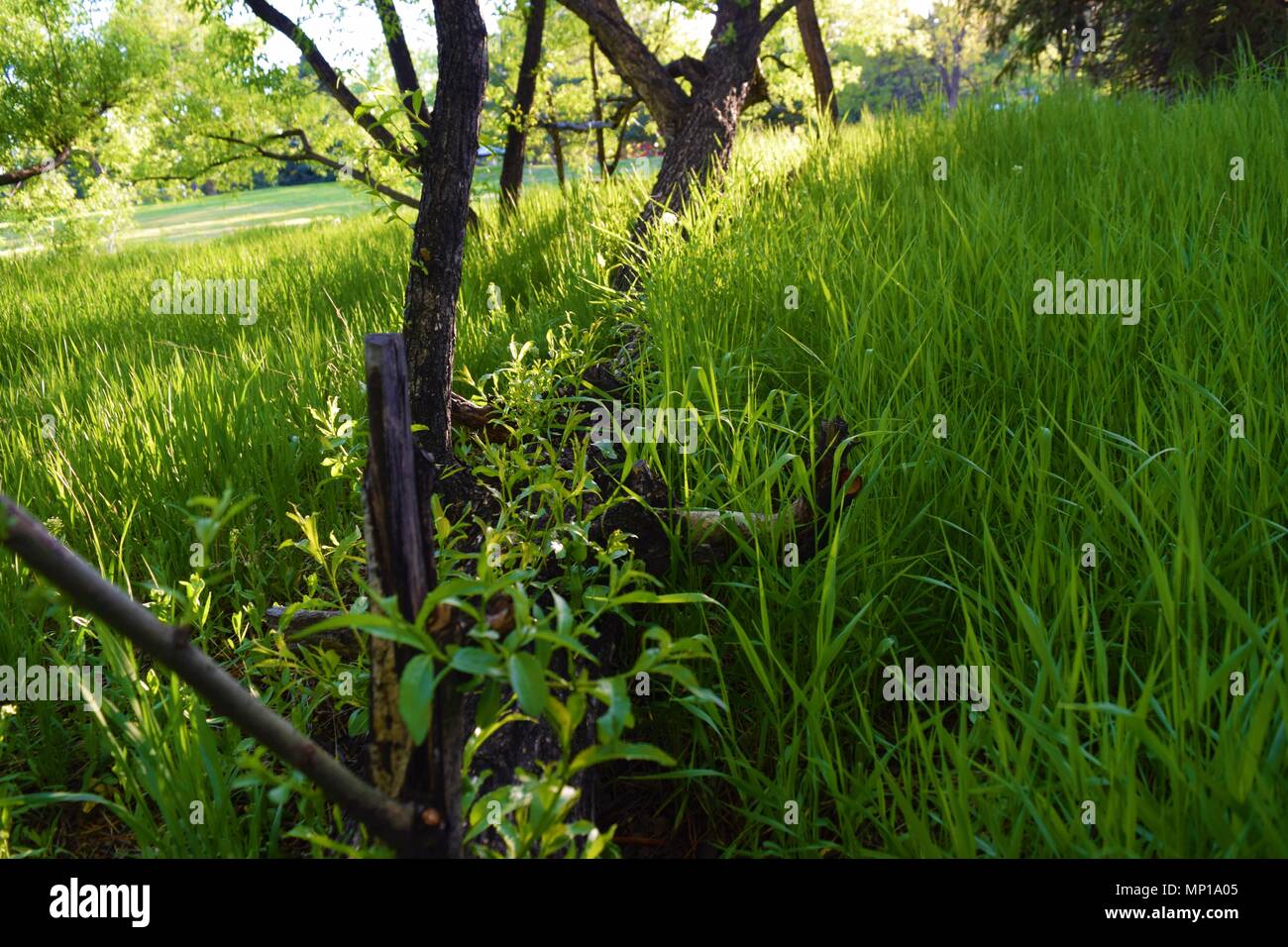 Trees growing horizontally hi-res stock photography and images - Alamy