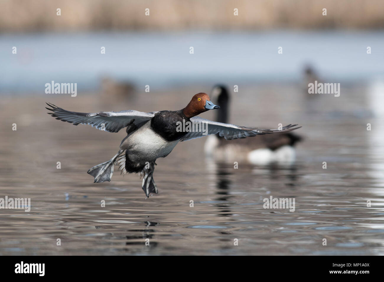 Flying Redhead Duck Stock Photo - Alamy