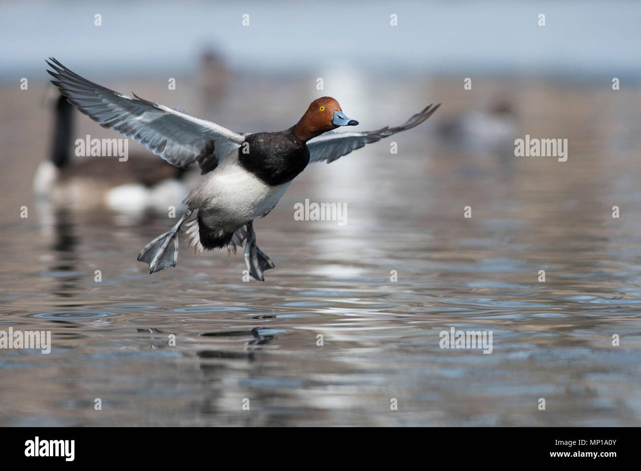 Redhead Duck Flying High Resolution Stock Photography and Images - Alamy