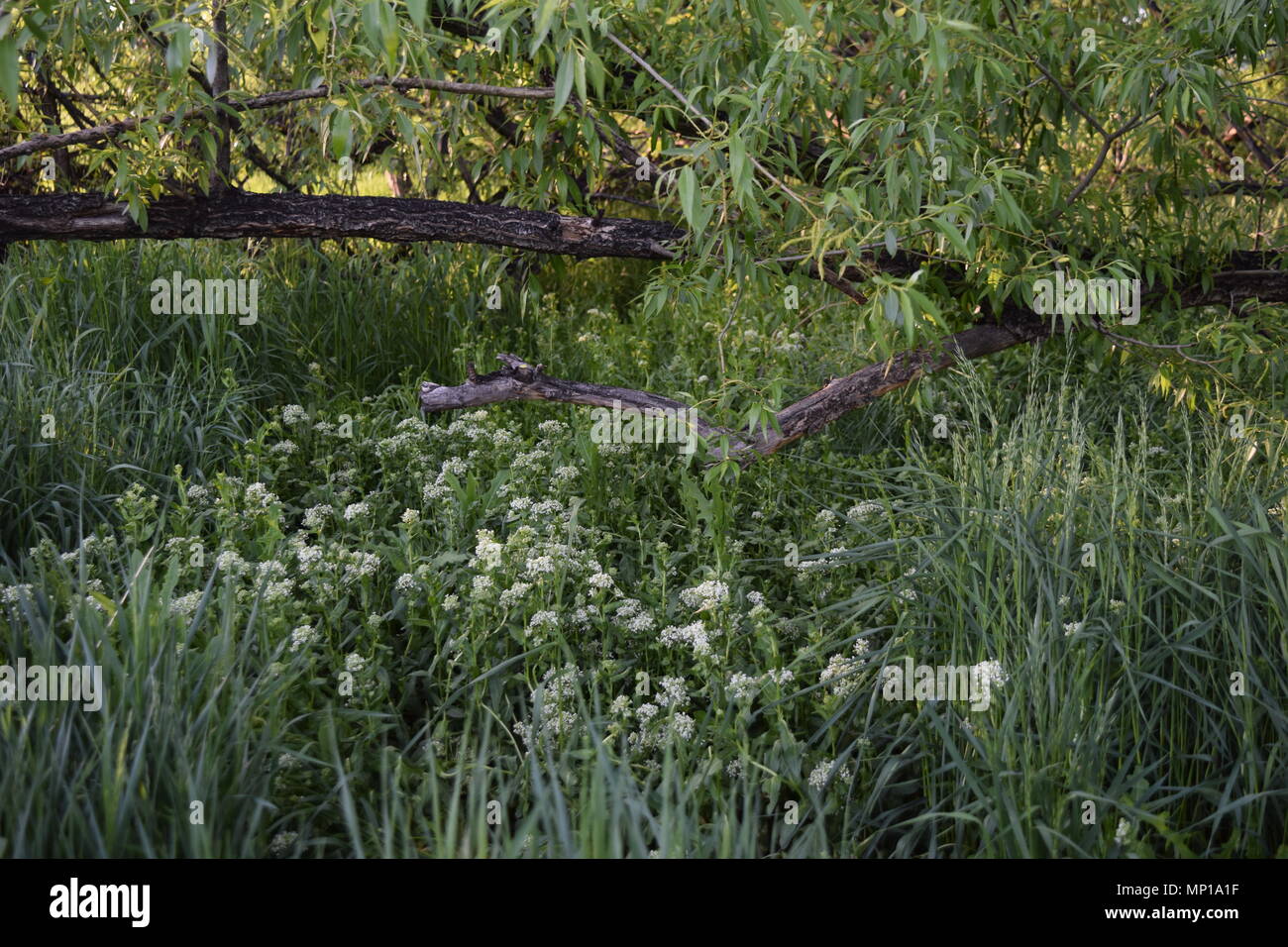 Tree growing horizontally hi-res stock photography and images - Alamy
