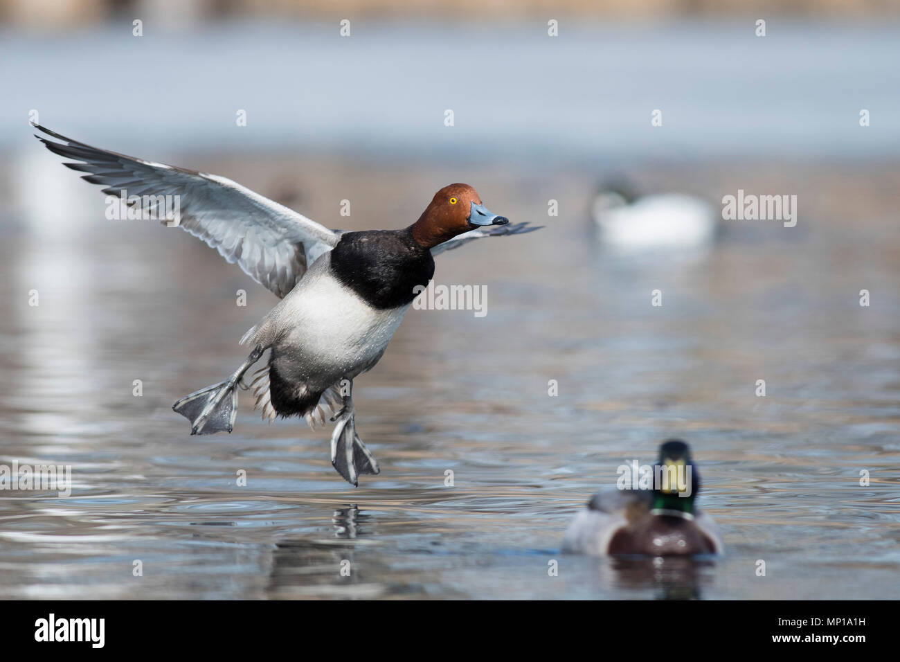 Flying Redhead Duck Stock Photo - Alamy