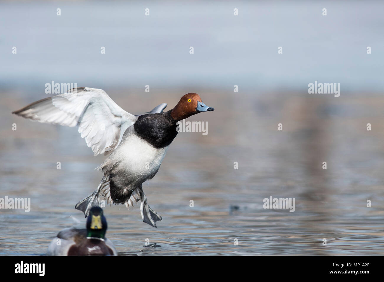 Redhead duck flying hi-res stock photography and images - Alamy
