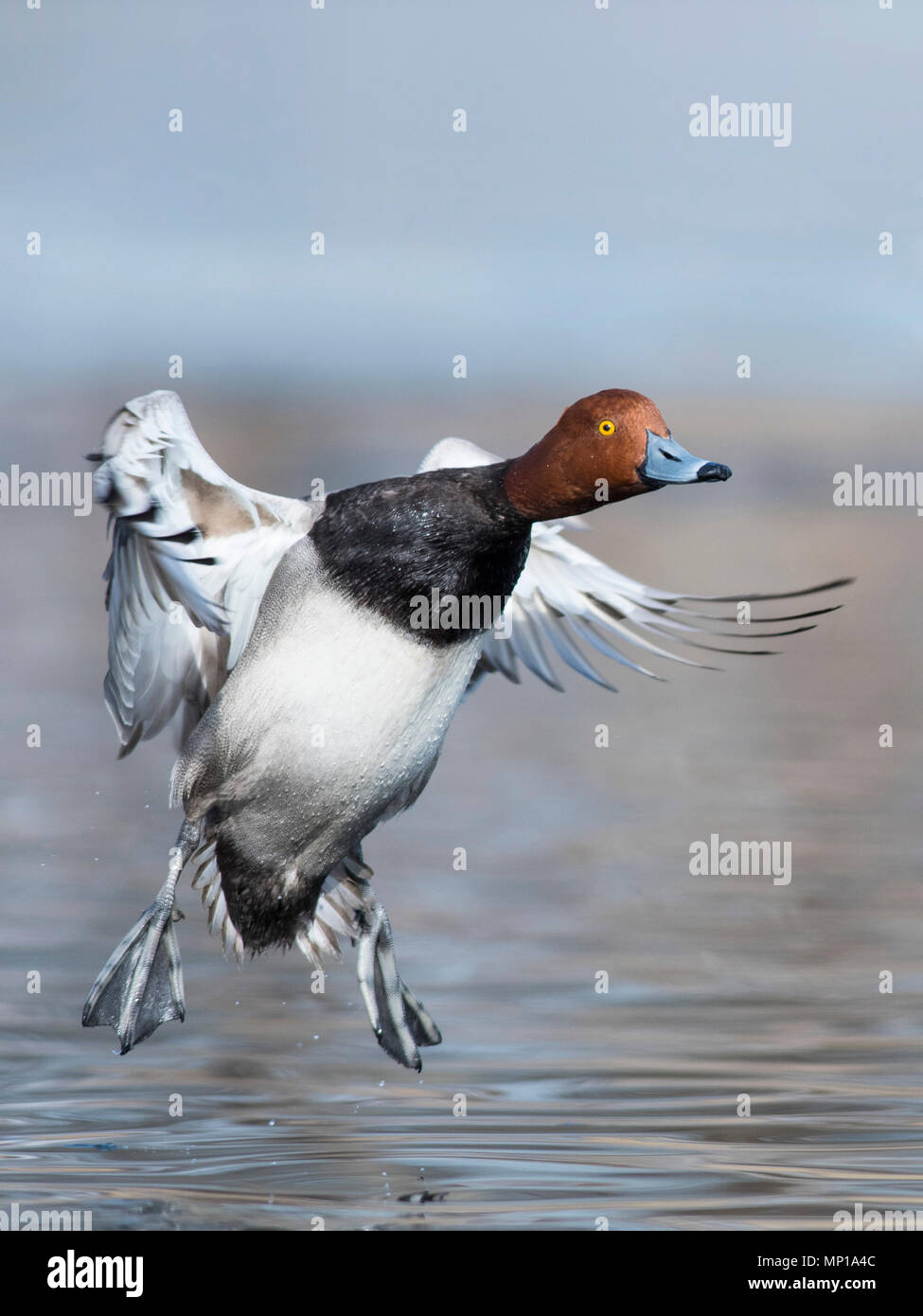 Flying Redhead Duck Stock Photo - Alamy