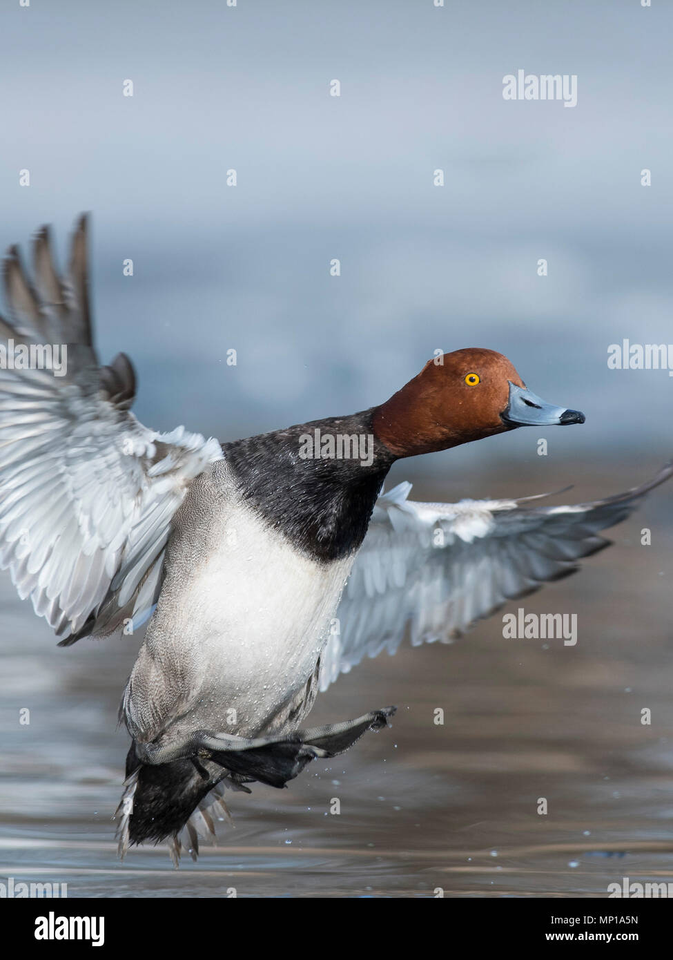 Redhead duck flying hi-res stock photography and images - Alamy