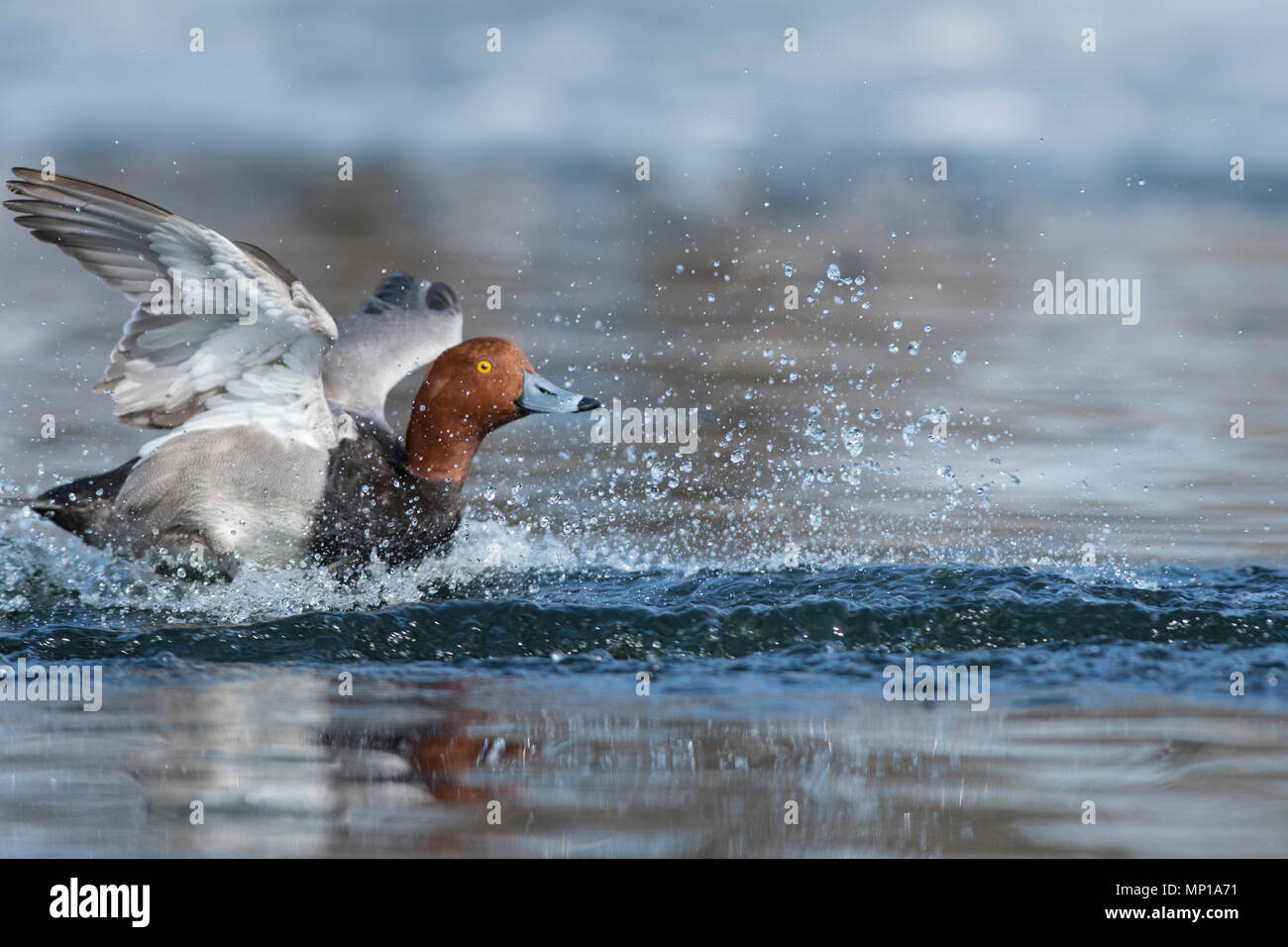 Flying Redhead Duck Stock Photo - Alamy