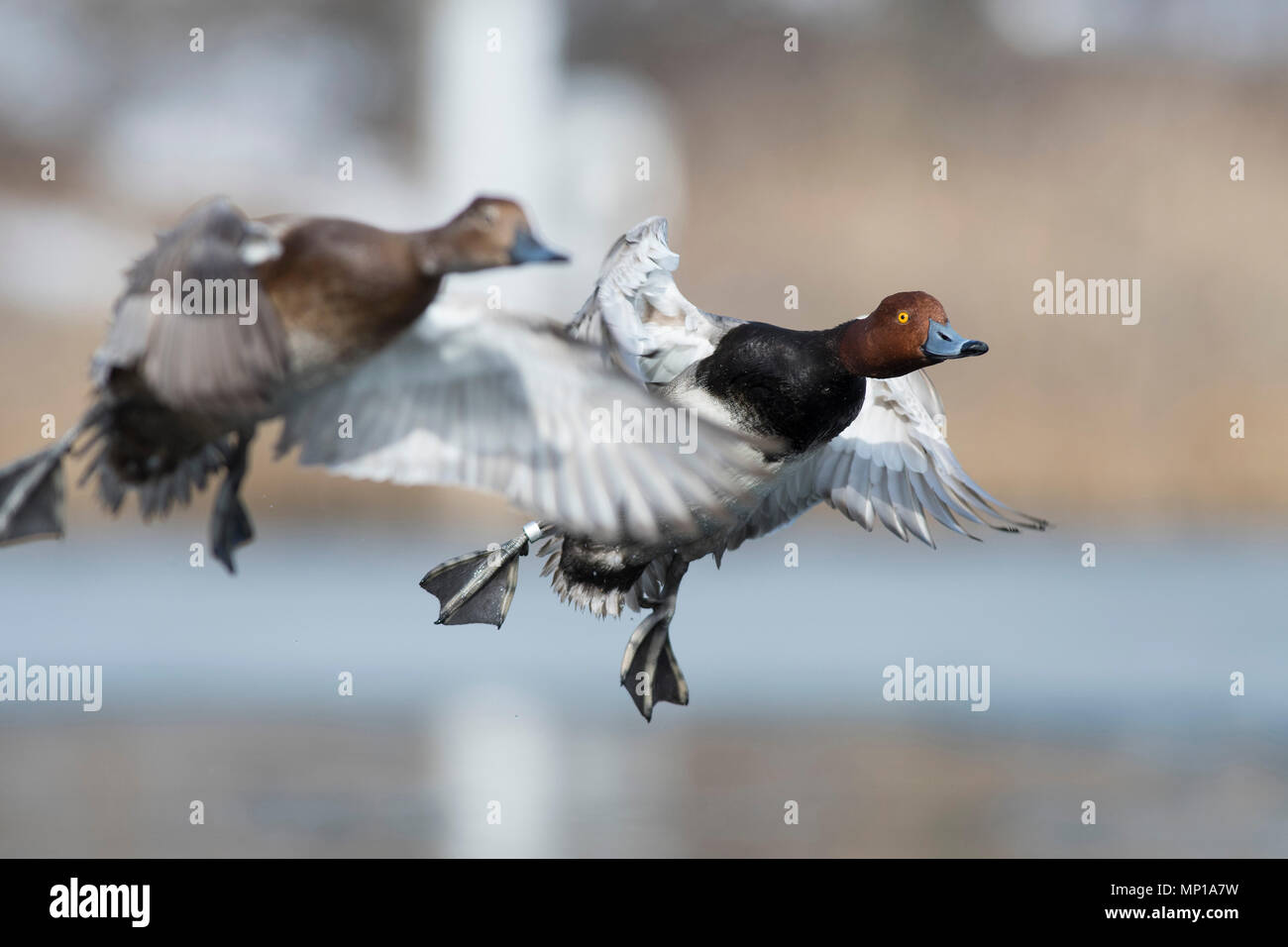 Flying Redhead Duck Stock Photo - Alamy