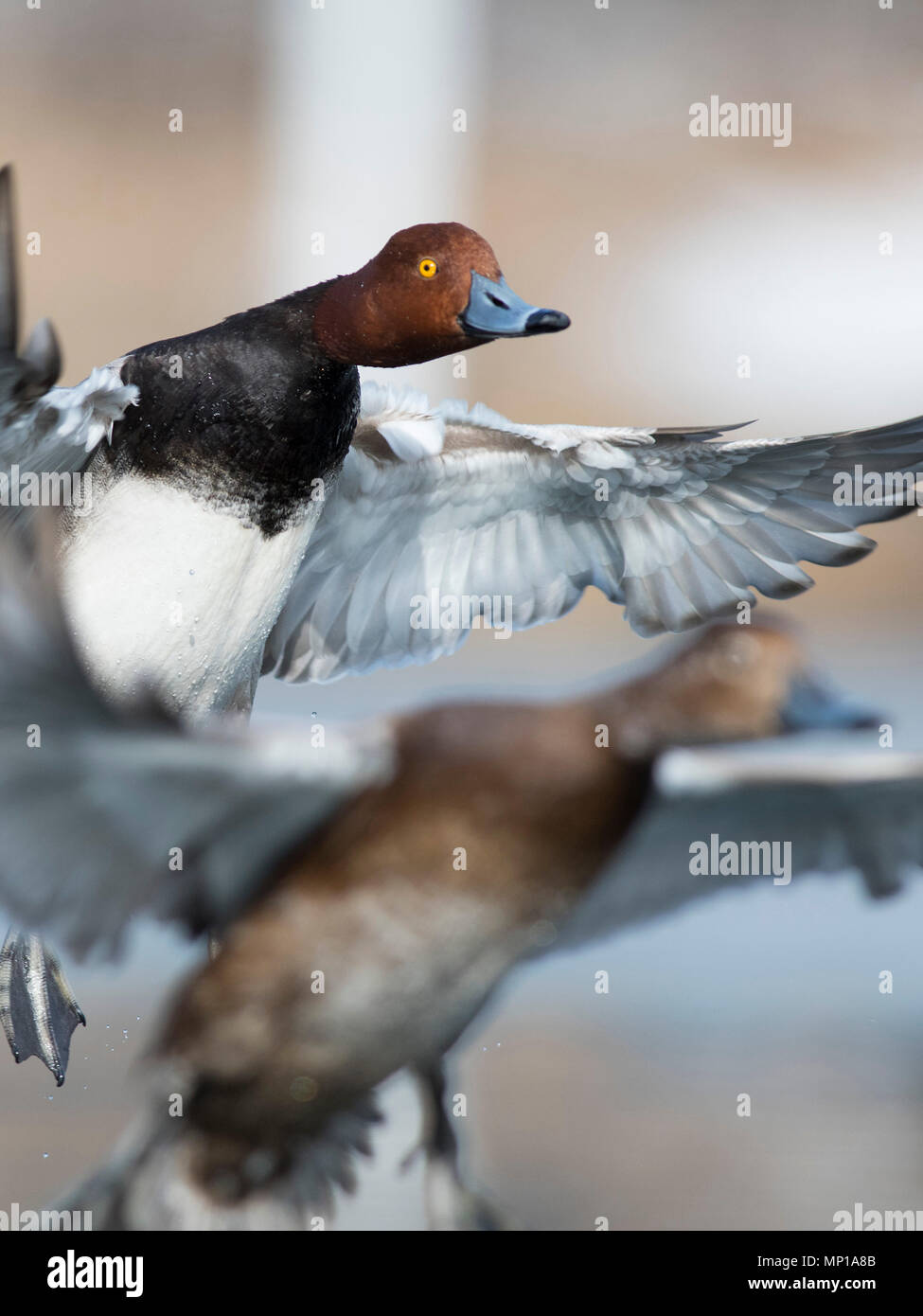 Redhead Duck Flying High Resolution Stock Photography and Images - Alamy