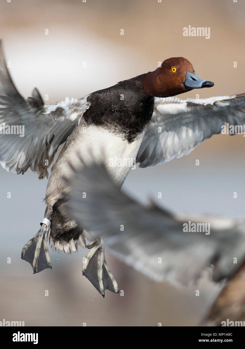 Redhead Duck Flying High Resolution Stock Photography and Images - Alamy