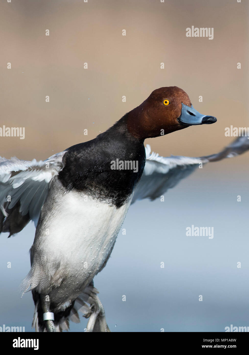 Redhead Duck Flying High Resolution Stock Photography and Images - Alamy