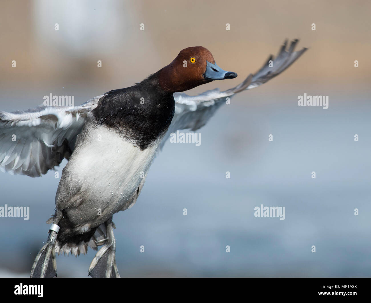 Flying Redhead Duck Stock Photo - Alamy